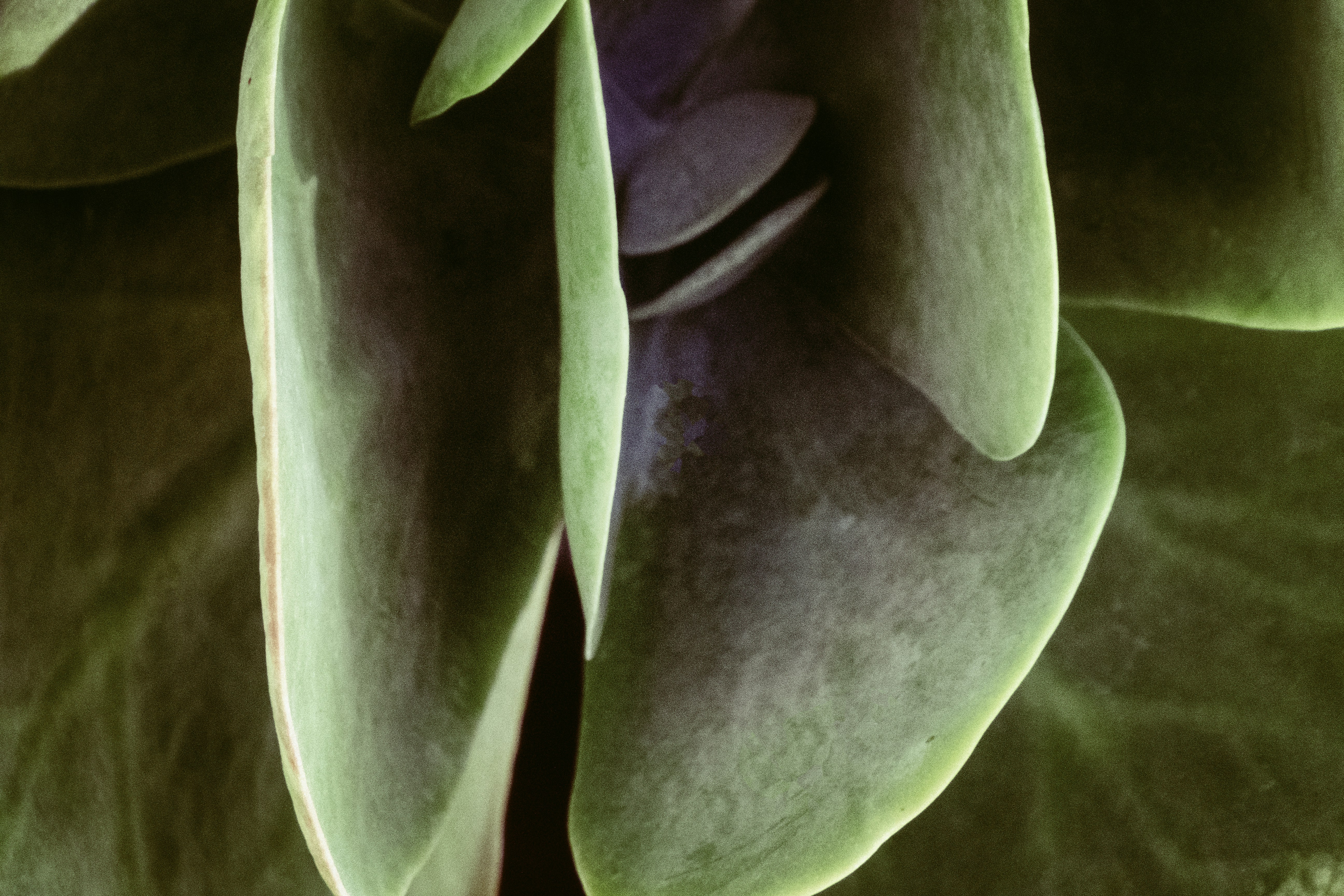 Close-up of overlapping succulent leaves showcasing their unique texture and vibrant hues. The intricate details highlight the plant's natural beauty.
