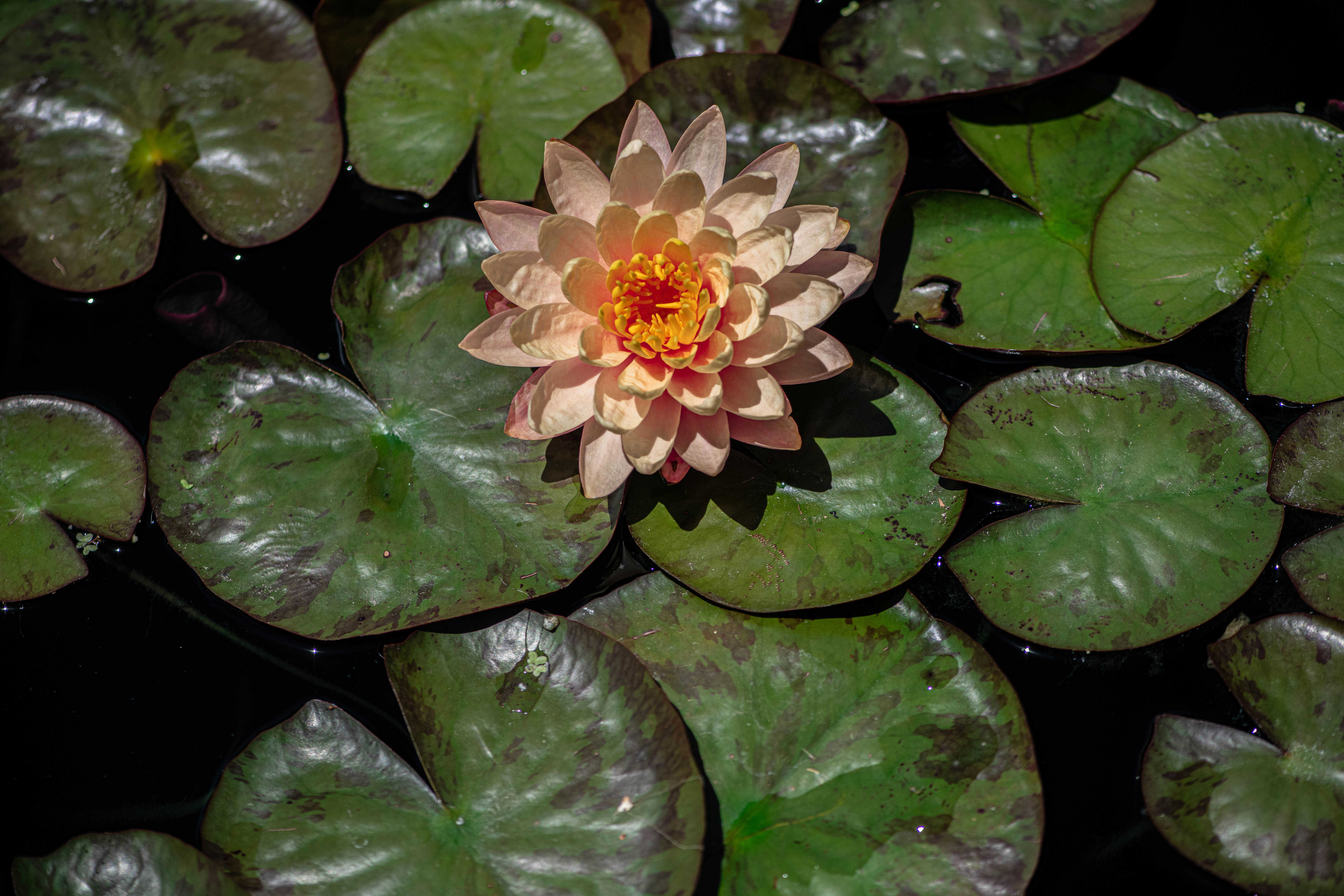 Floating Blossom: a single lotus crowned by emerald pads