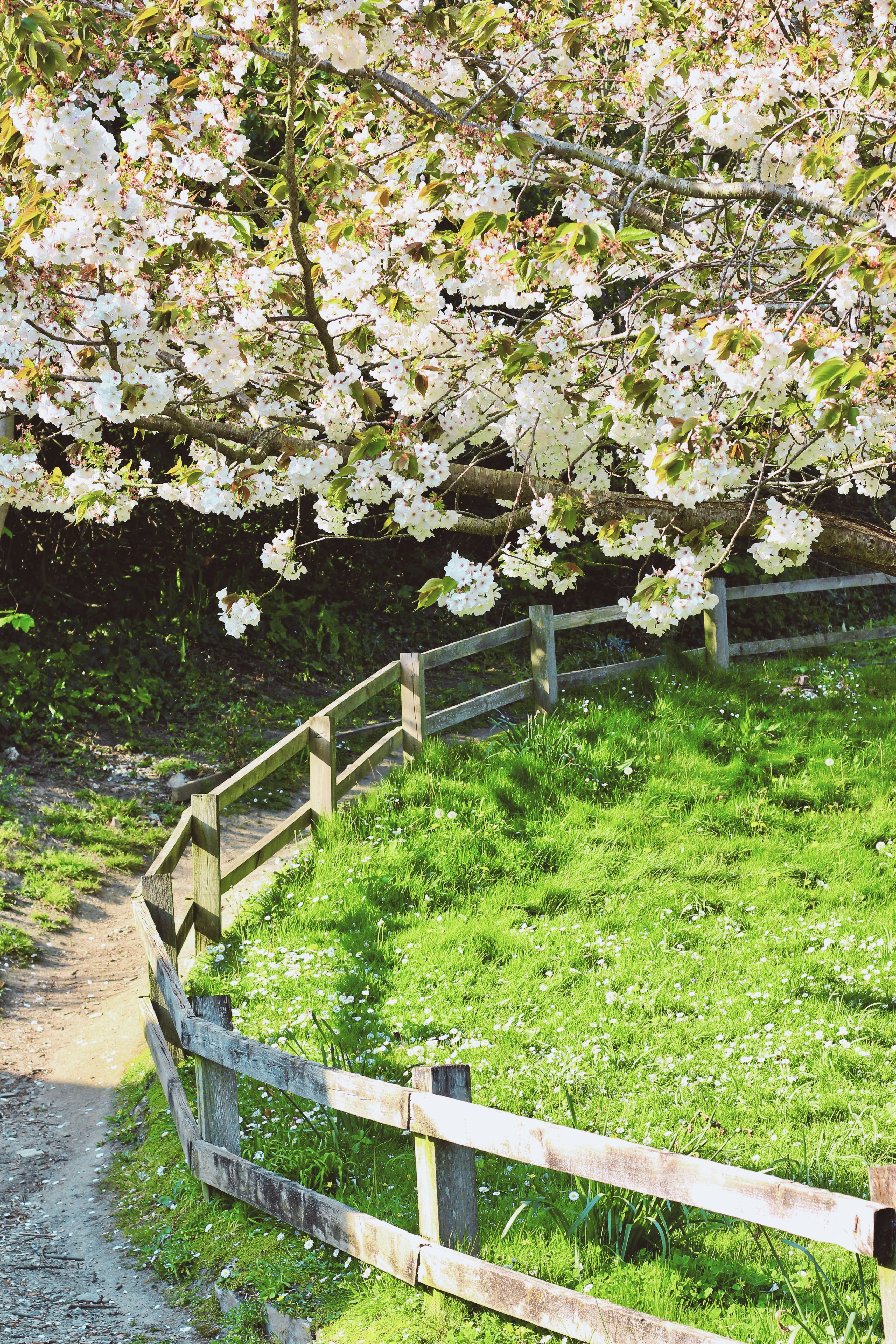Blossoms Over the Winding Fence
