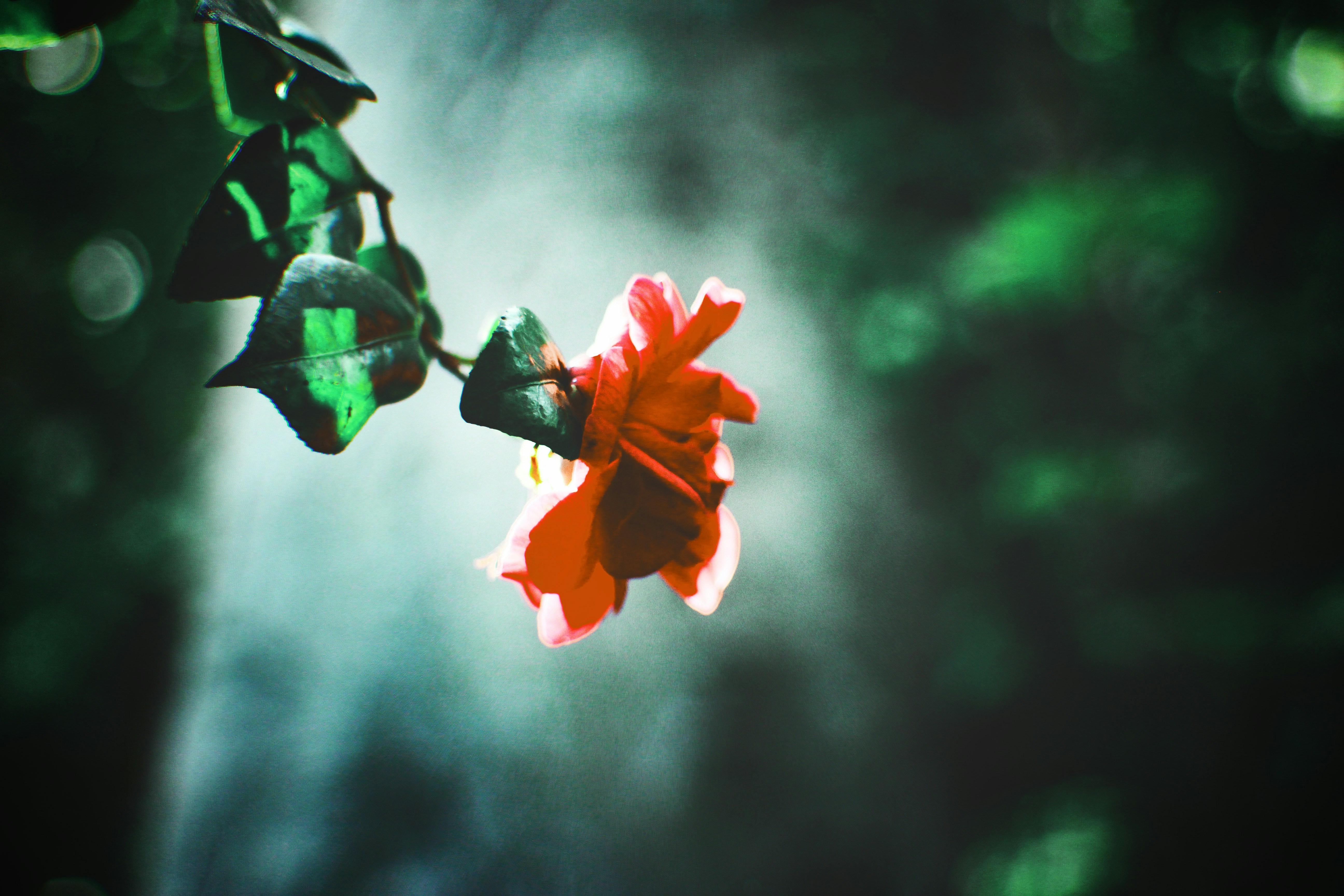 red hibiscus in bloom during daytime