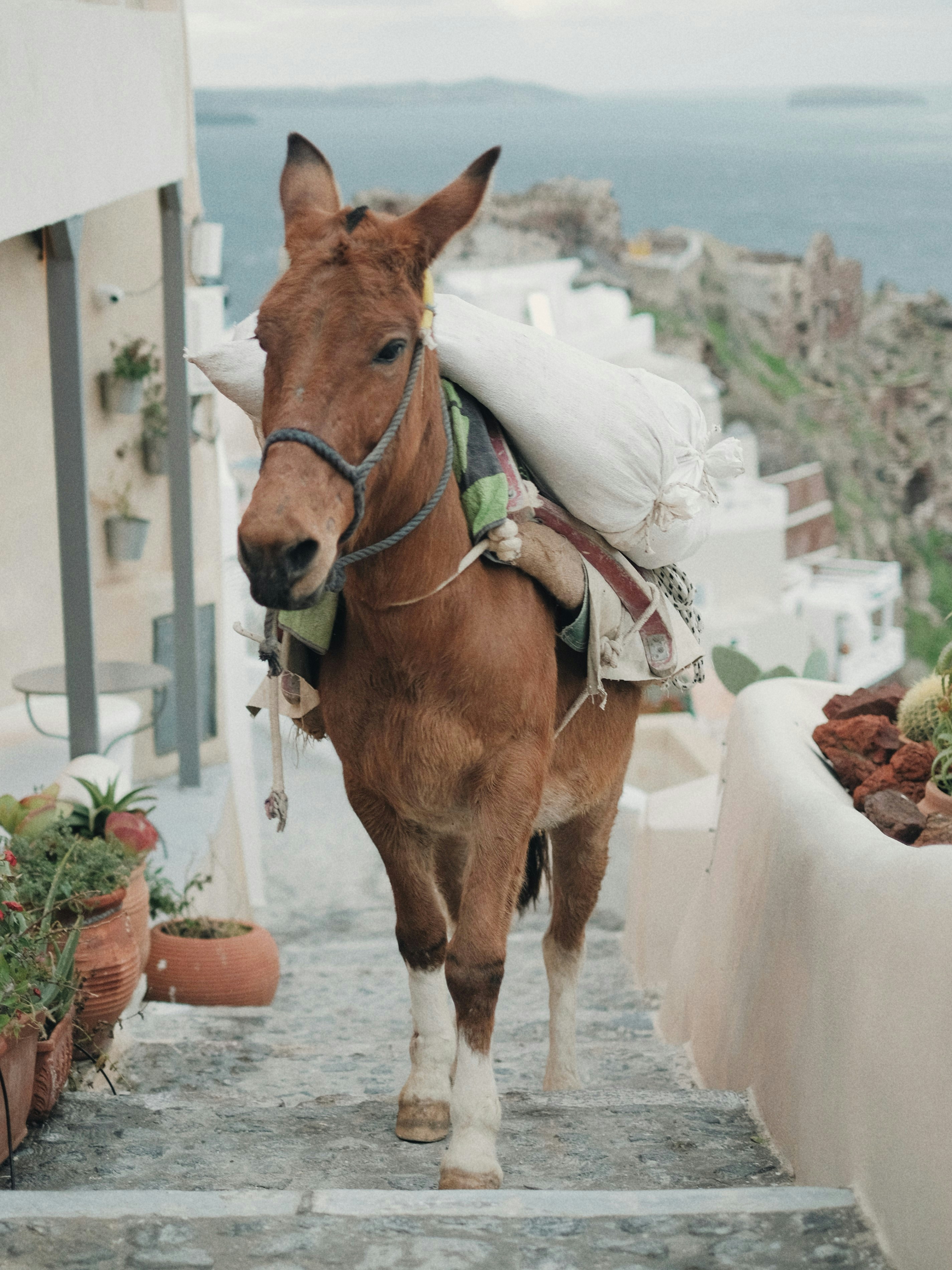 A brown horse carrying supplies down a stone staircase in a coastal village, surrounded by potted plants and a view of the sea.