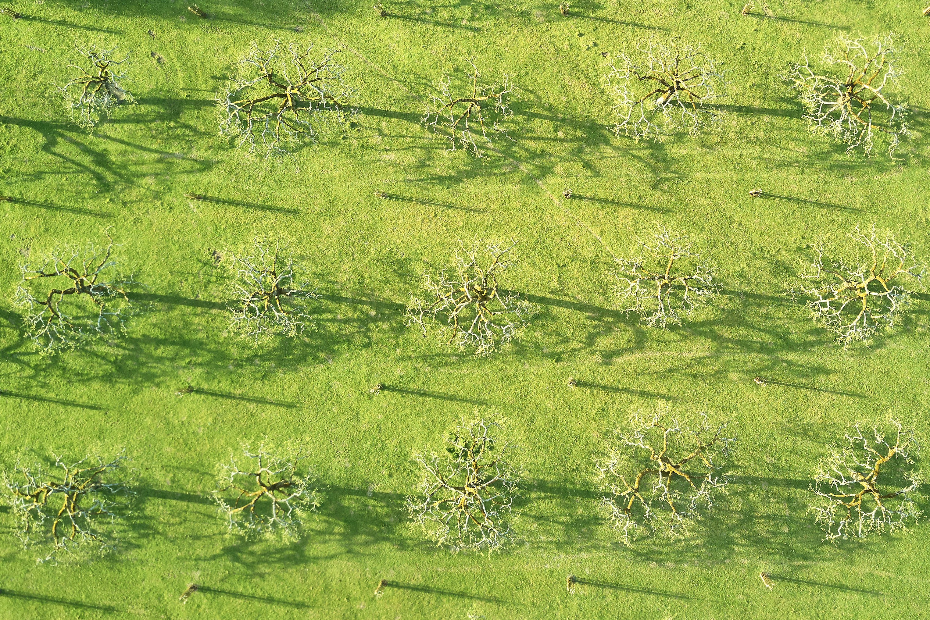 Aerial view of an orchard with bare trees casting intricate shadows on vibrant green grass.