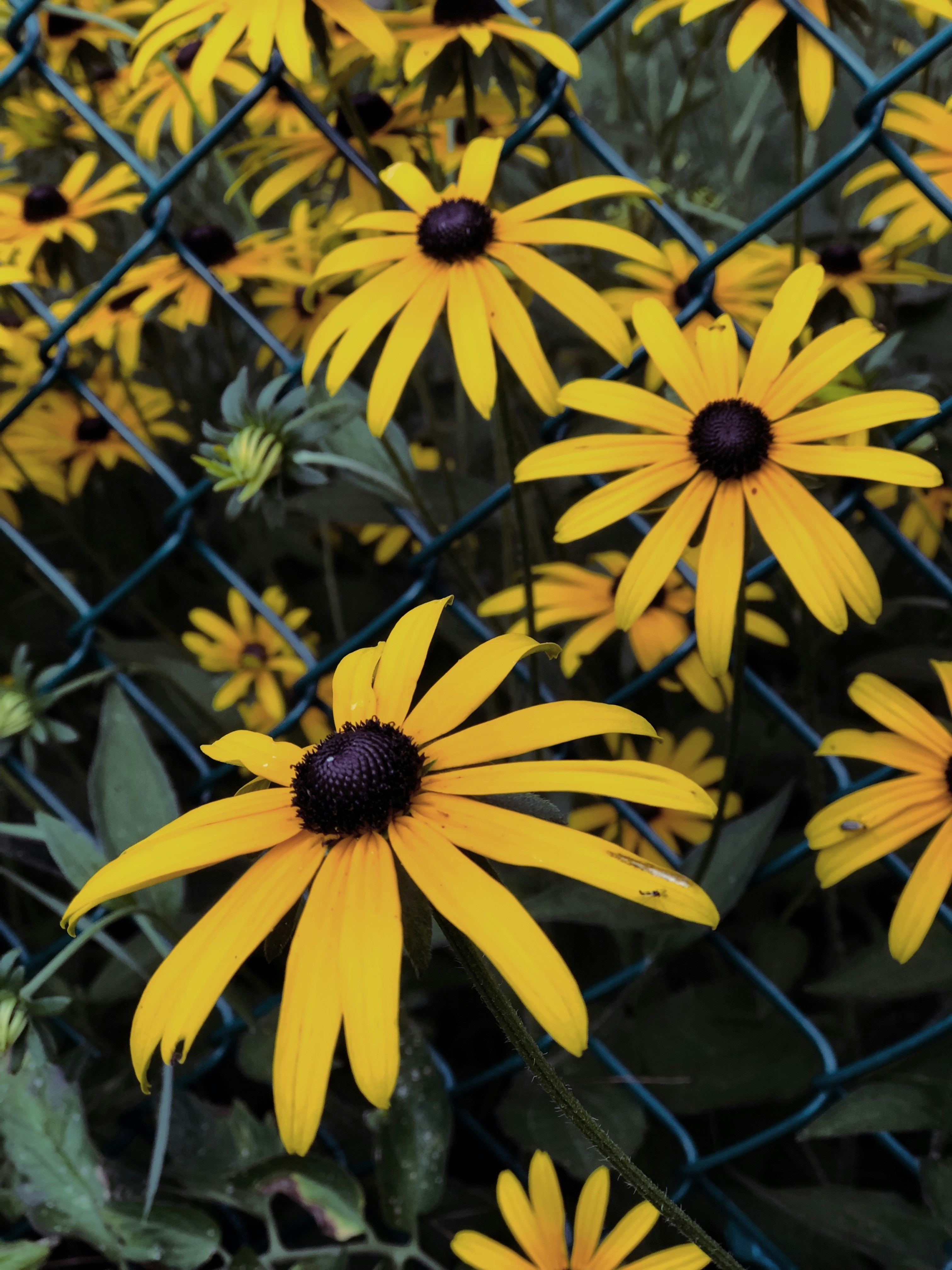 Yellow and black flower in bloom during daytime photo – Free Montréal ...