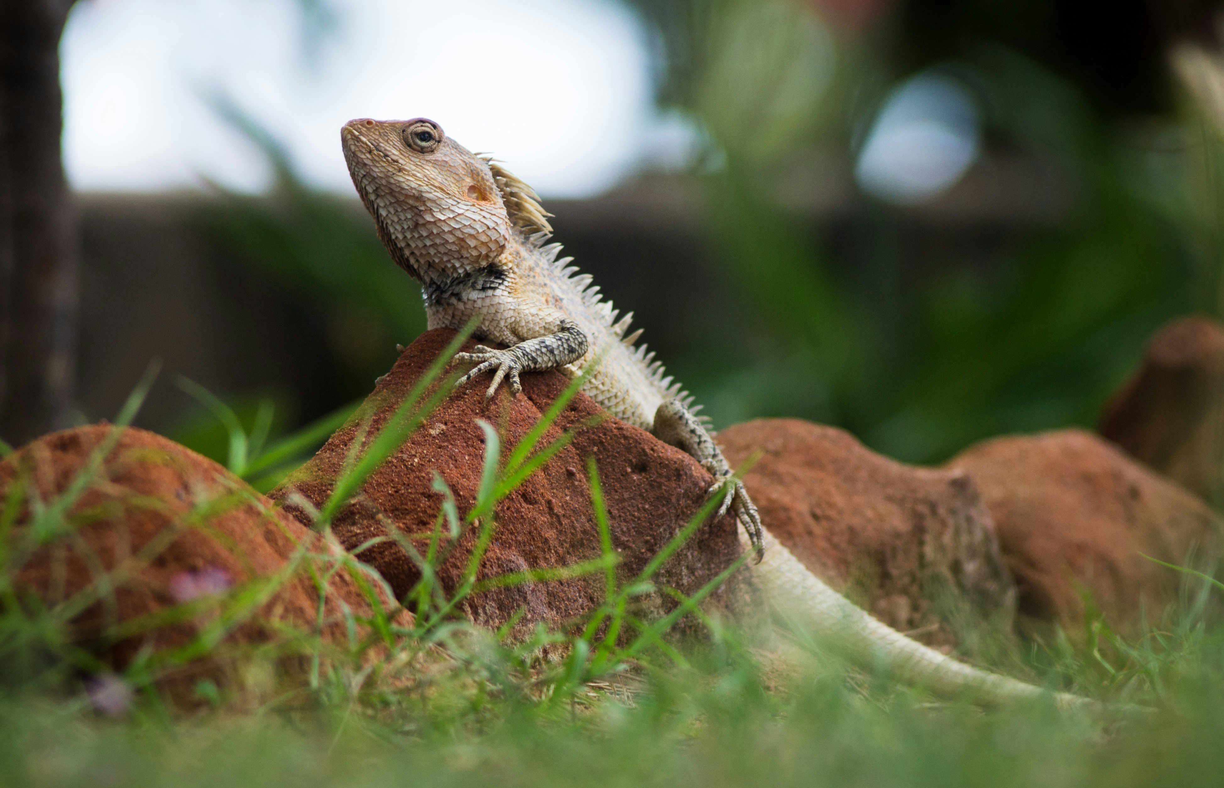 Bearded Dragon's Alert Perch Amid Red Terrace