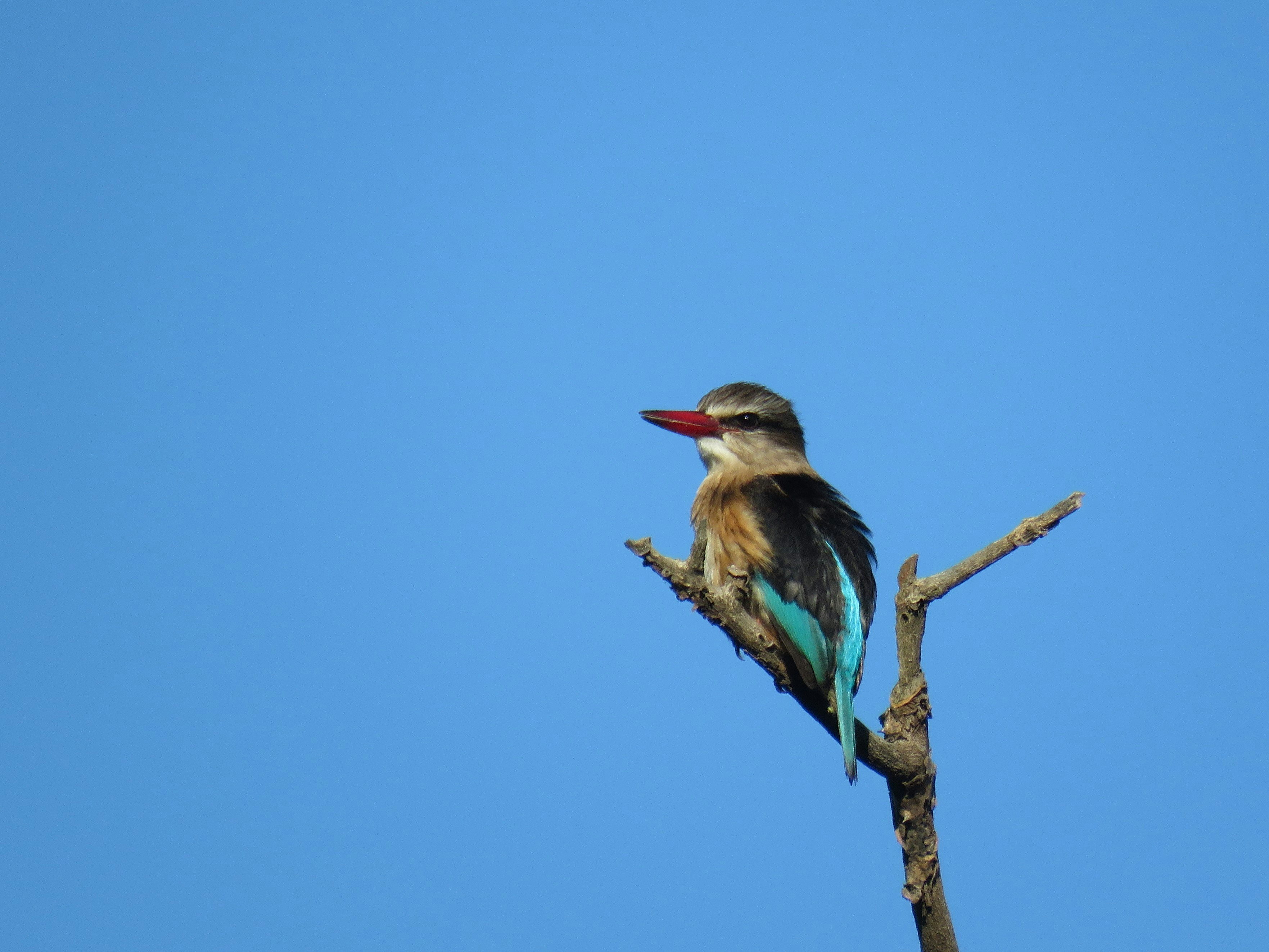 A kingfisher with a red beak perches on a bare branch against a deep blue sky.