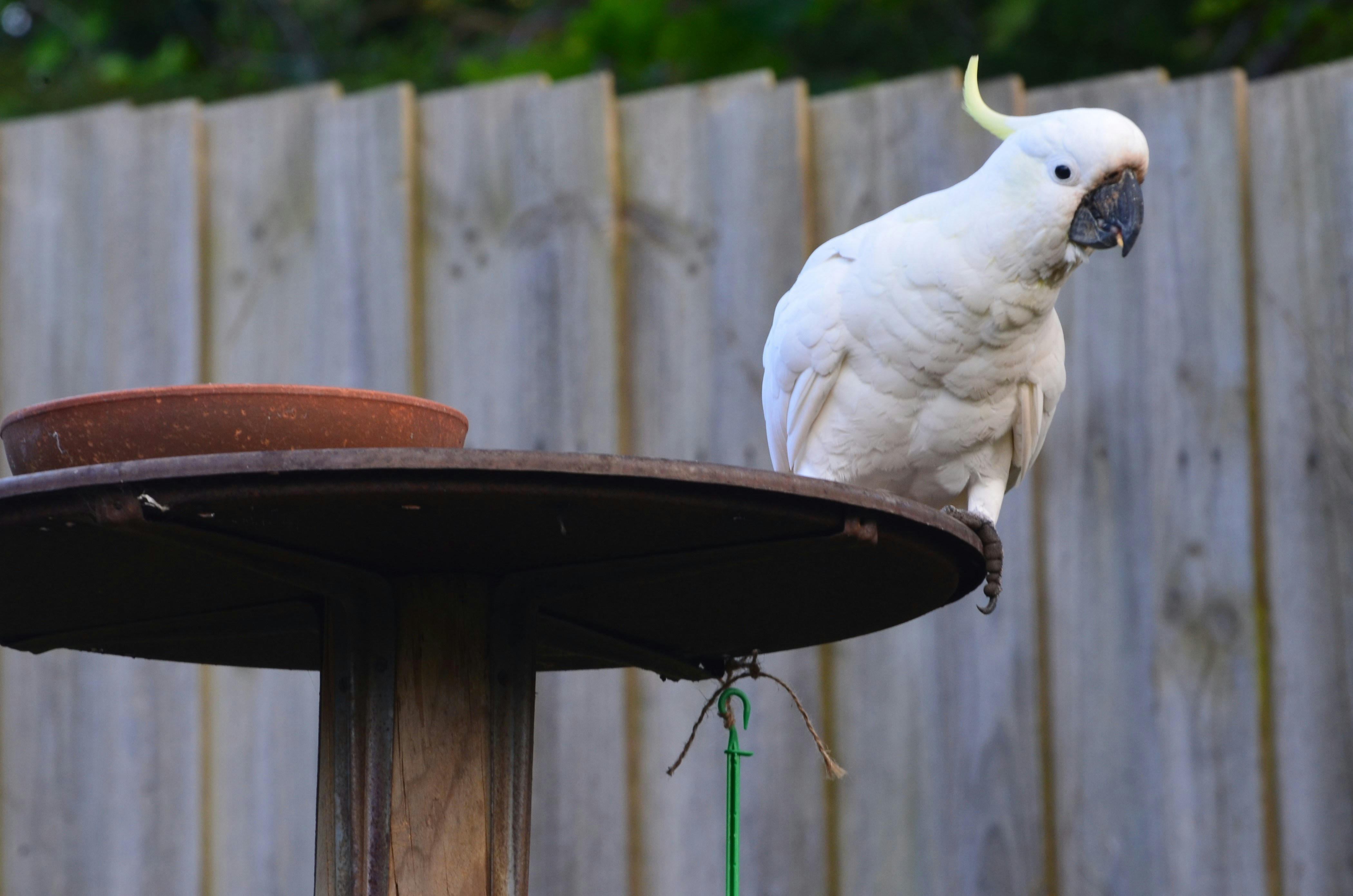 white bird on brown wooden table