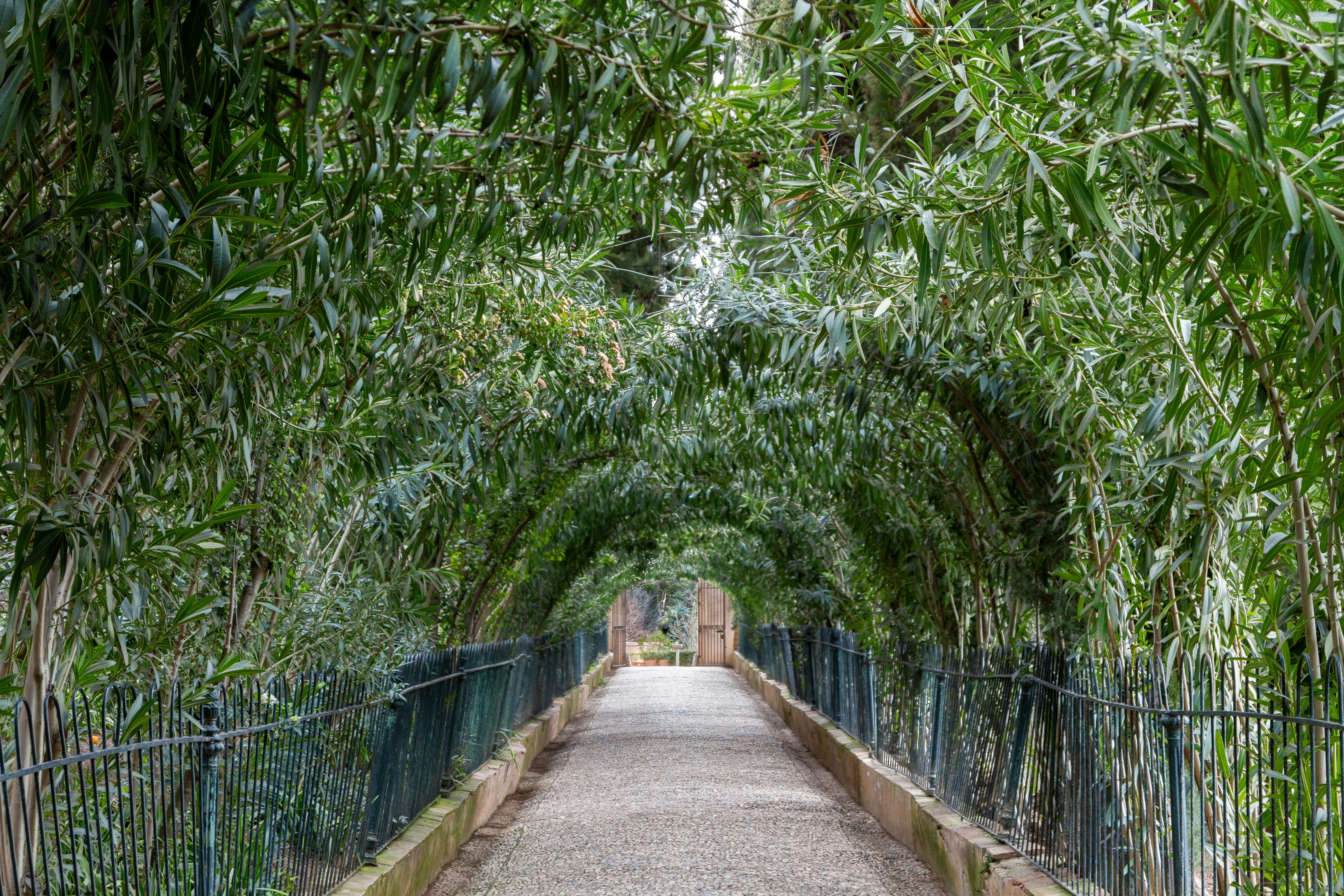 Enchanted Green Tunnel