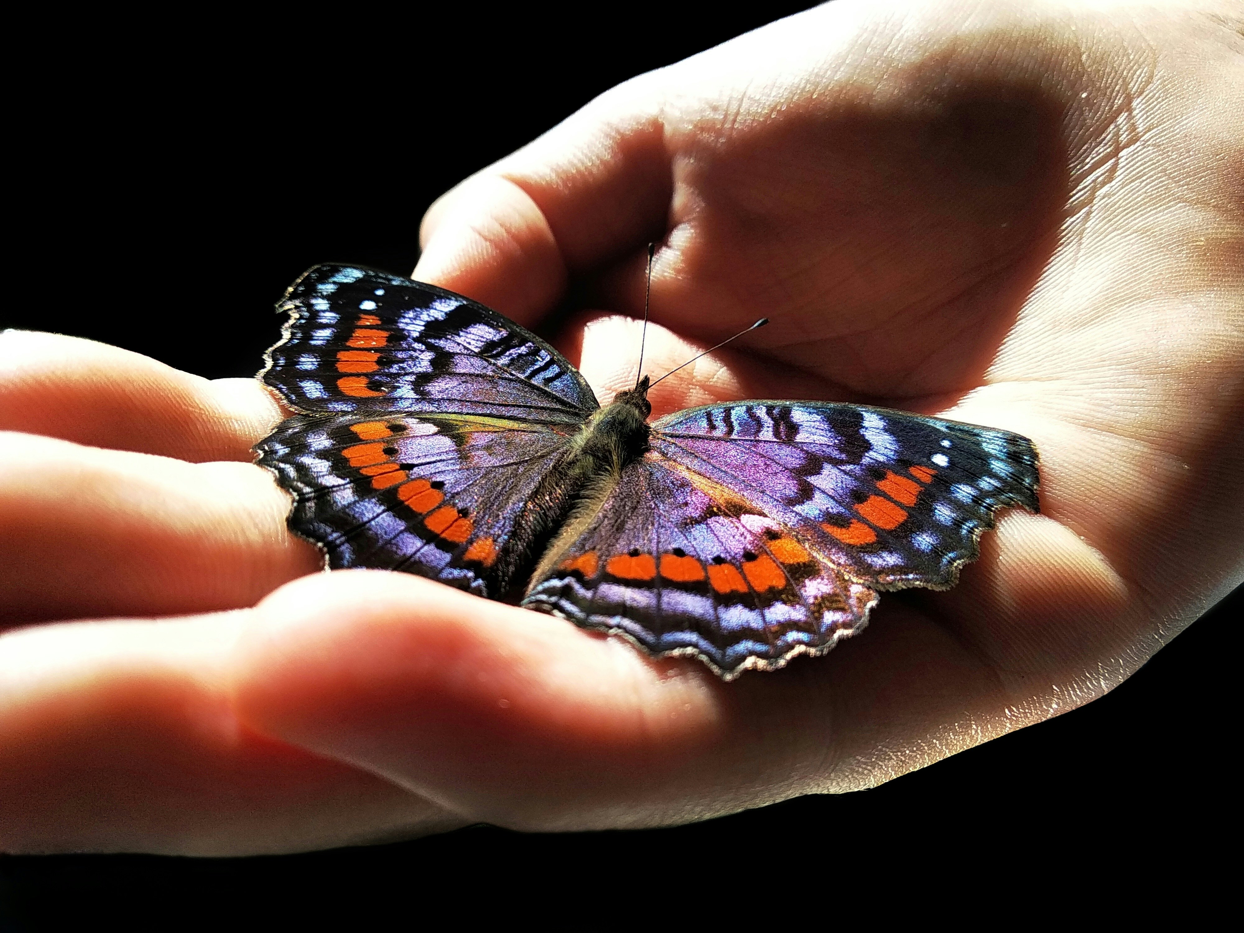 Colorful butterfly resting on an outstretched hand against a dark background.