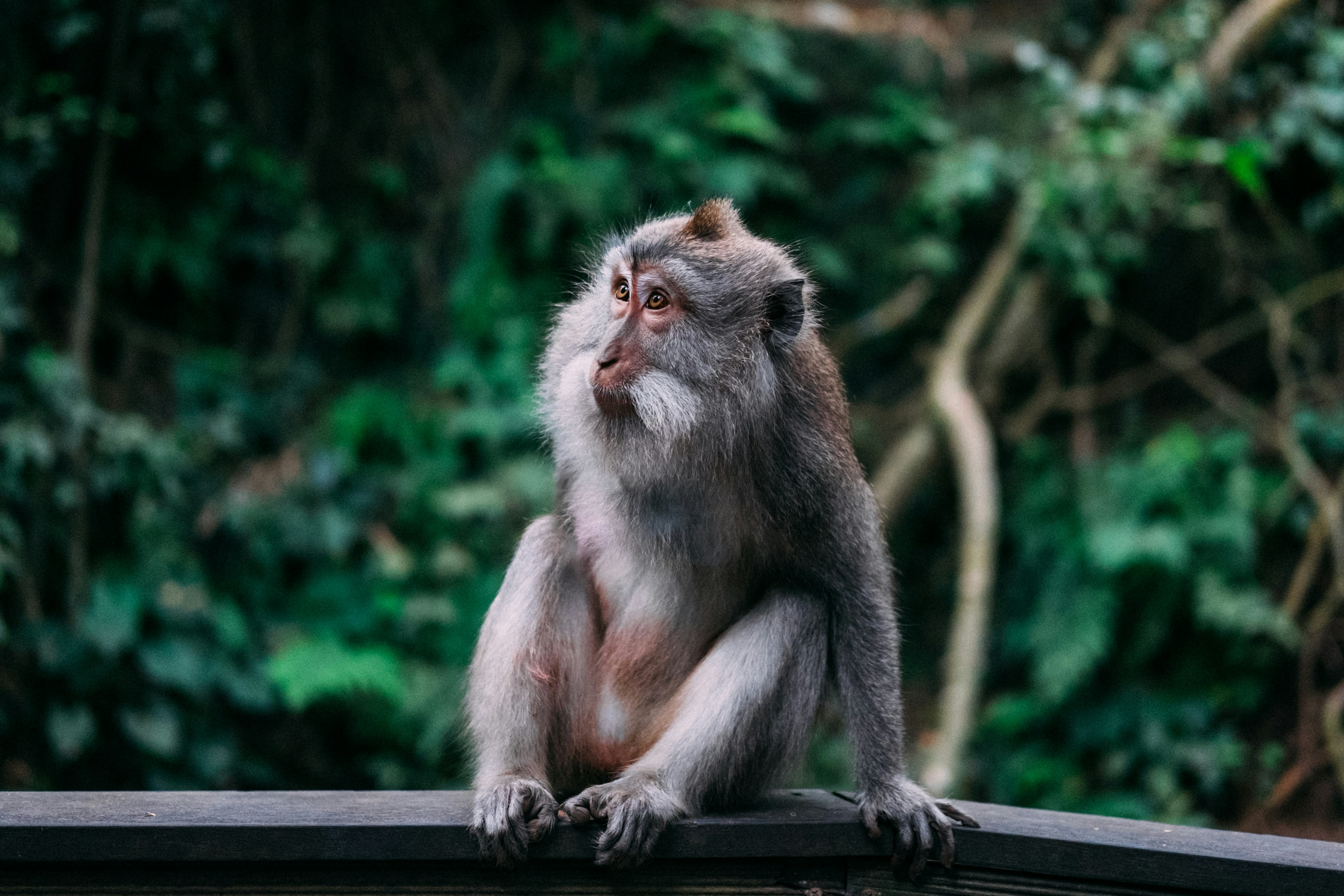 Monkey perched on a railing, gazing thoughtfully amidst a lush green backdrop.