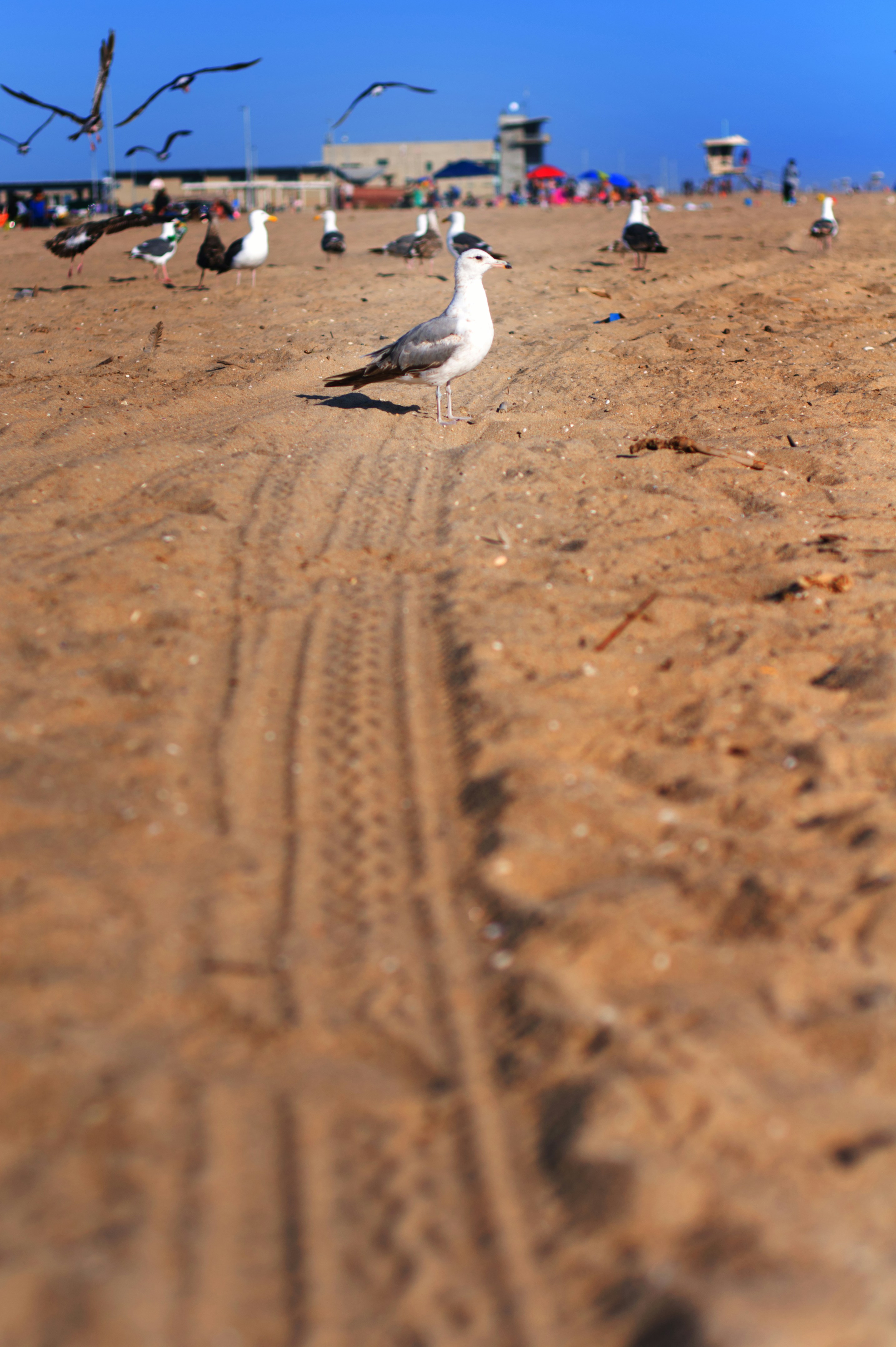 white and black birds on brown sand during daytime