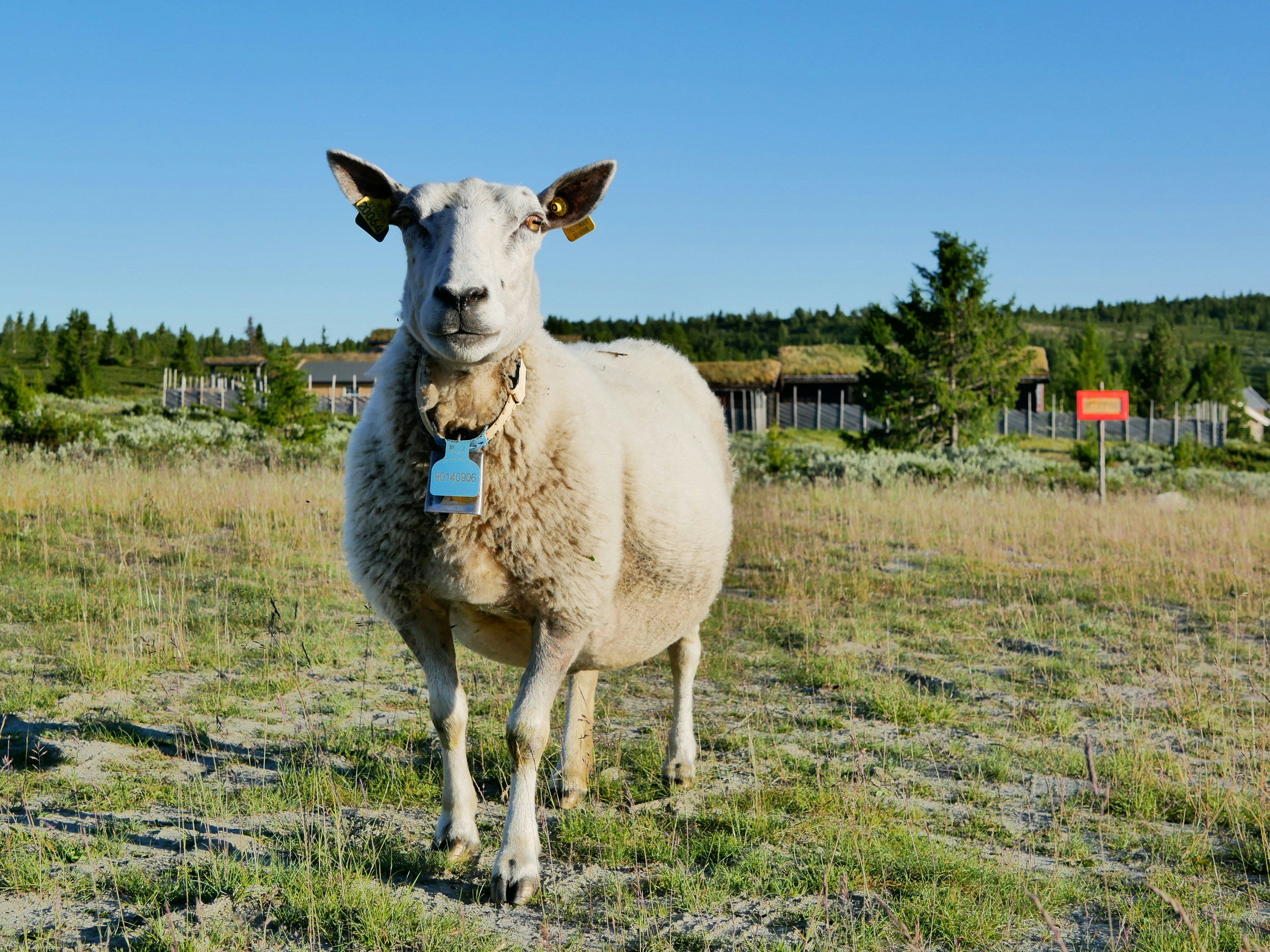 Center-Stage Sheep Under a Cerulean Sky: A Sunlit Pasture Portrait