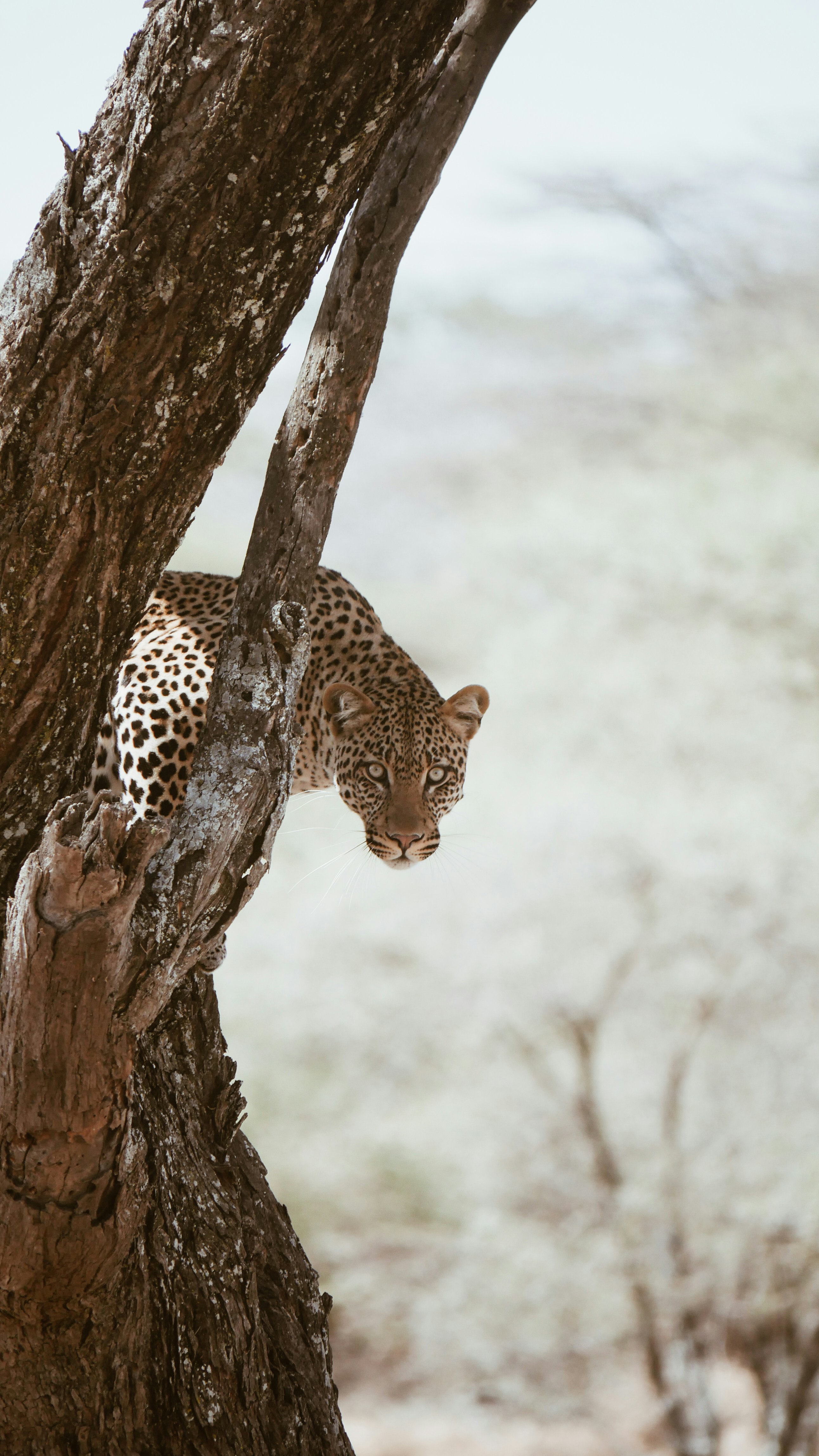 Leopard perched on a tree branch, observing its surroundings with keen eyes. The natural habitat blends seamlessly into the background.