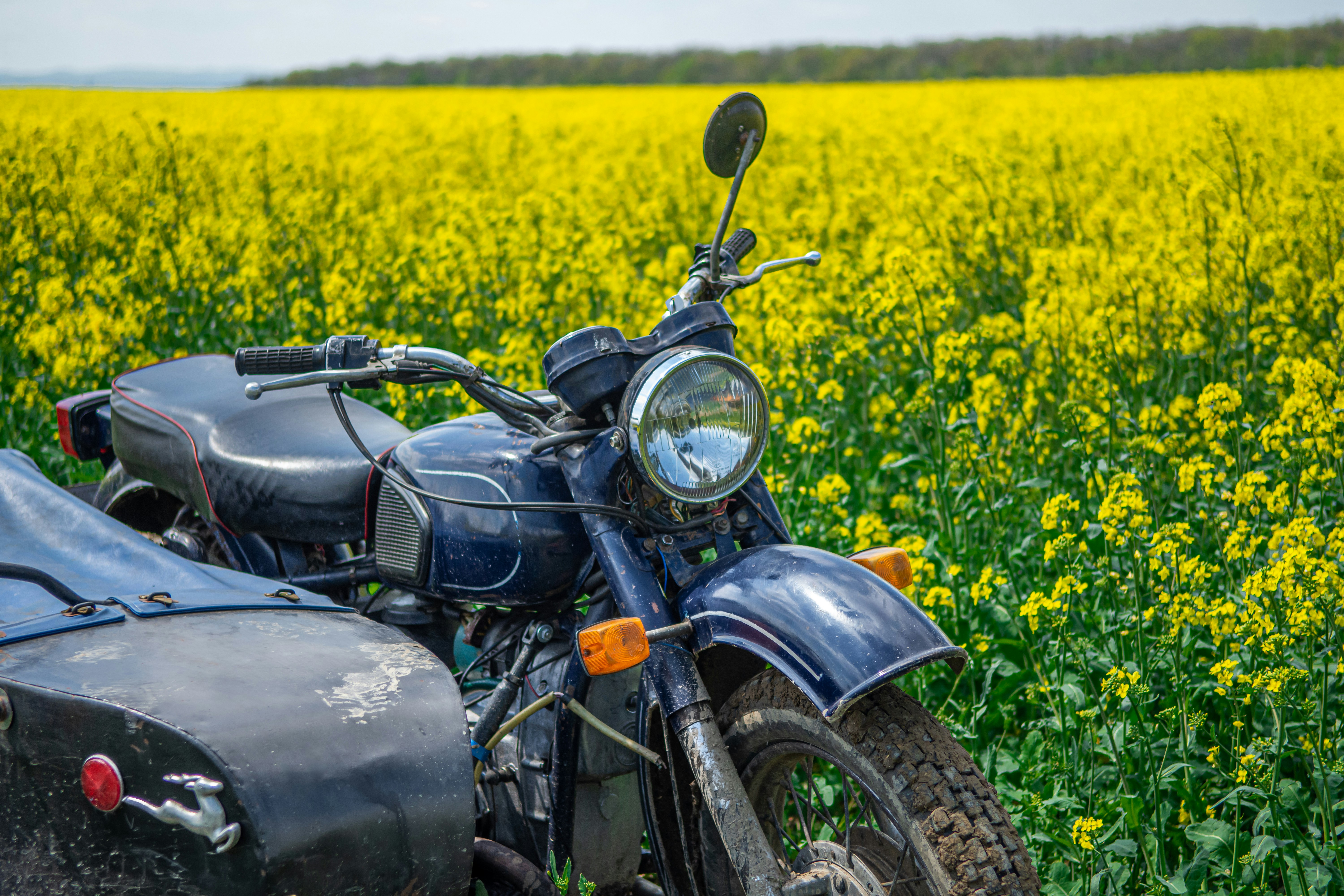 Rusty Motorcycle at the Edge of a Sunlit Canola Sea
