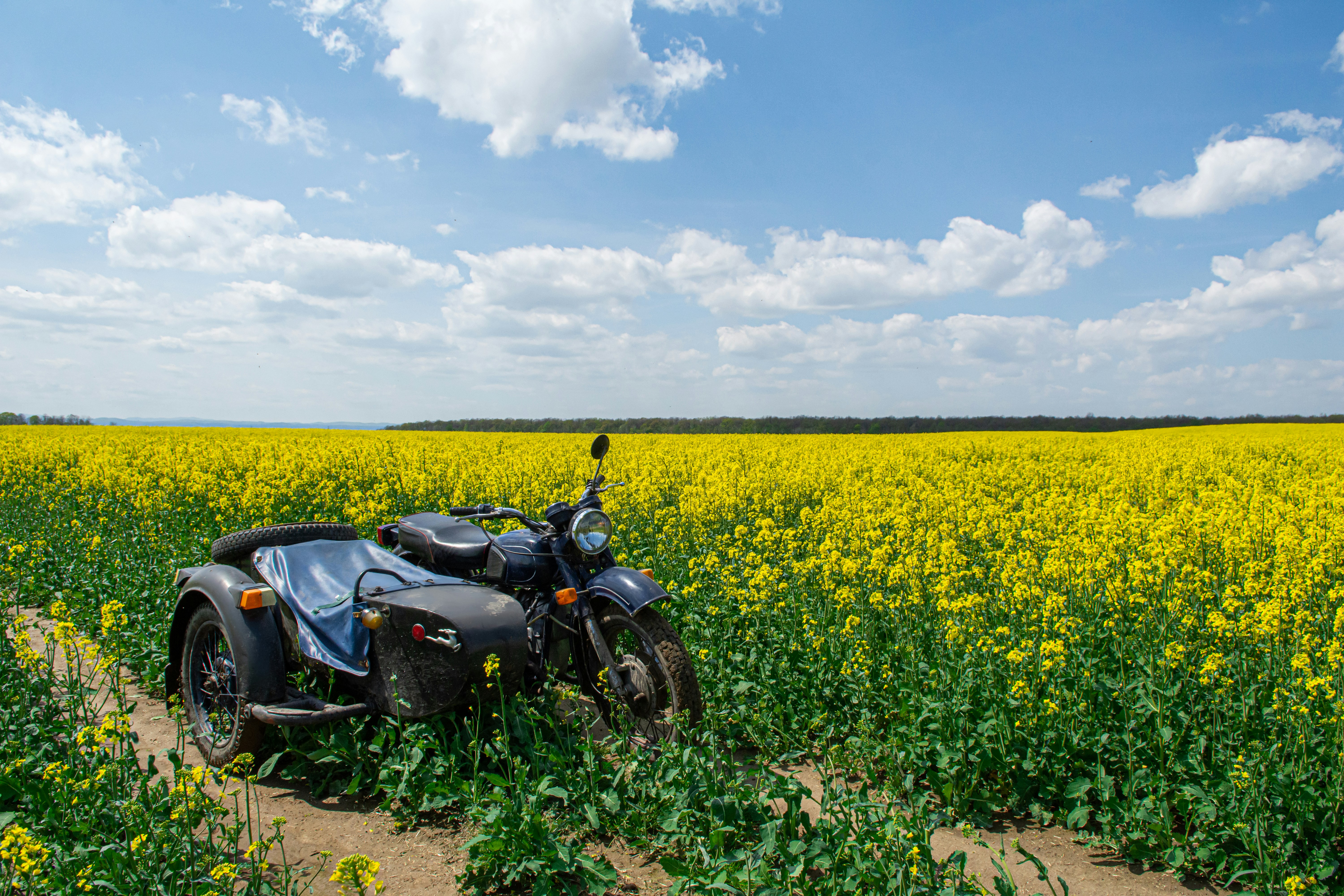 A Lone Motorbike Resting Amid Golden Canola in Full Bloom