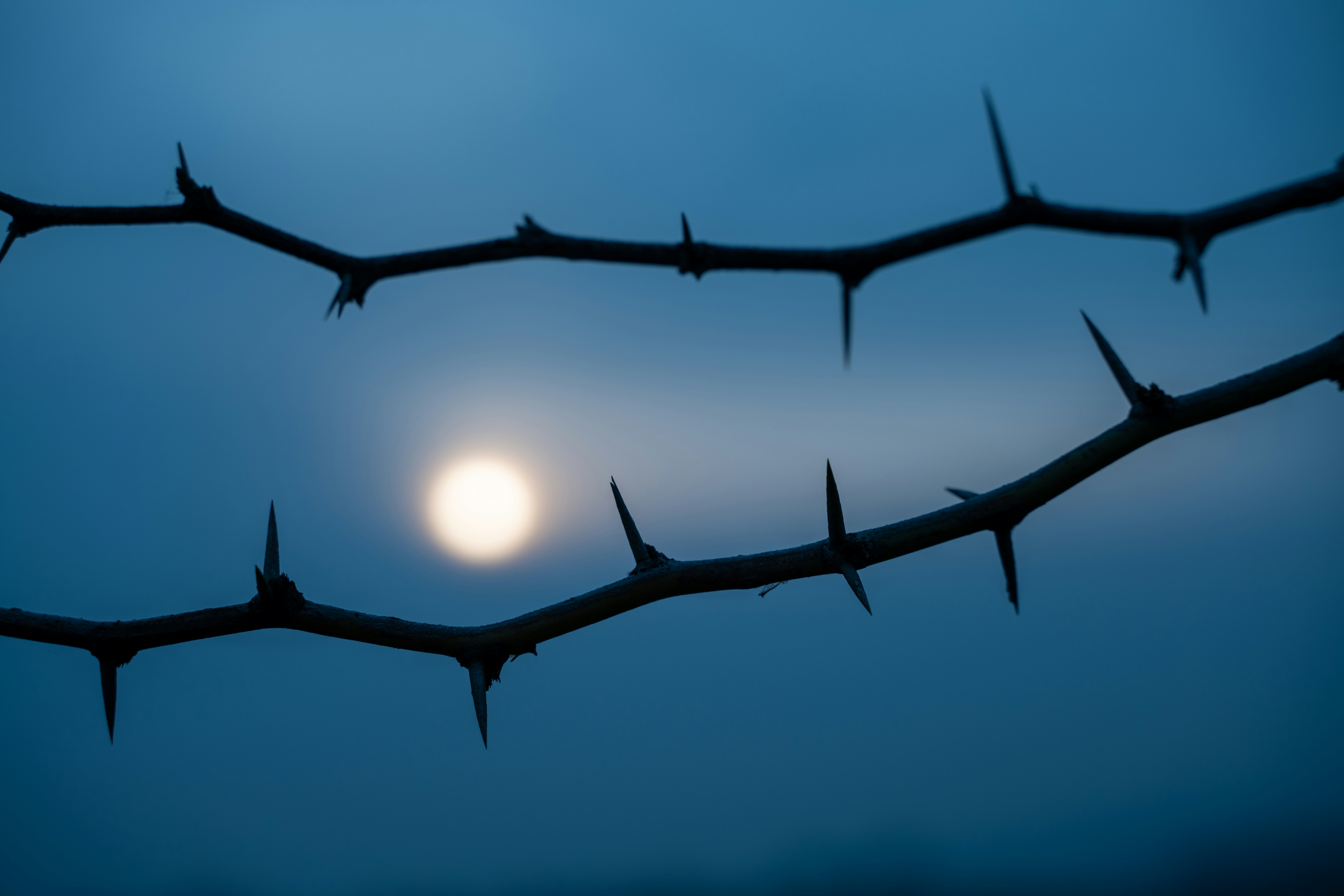 Moonlit Thorn: A Minimalist Study of Barbed Silhouettes