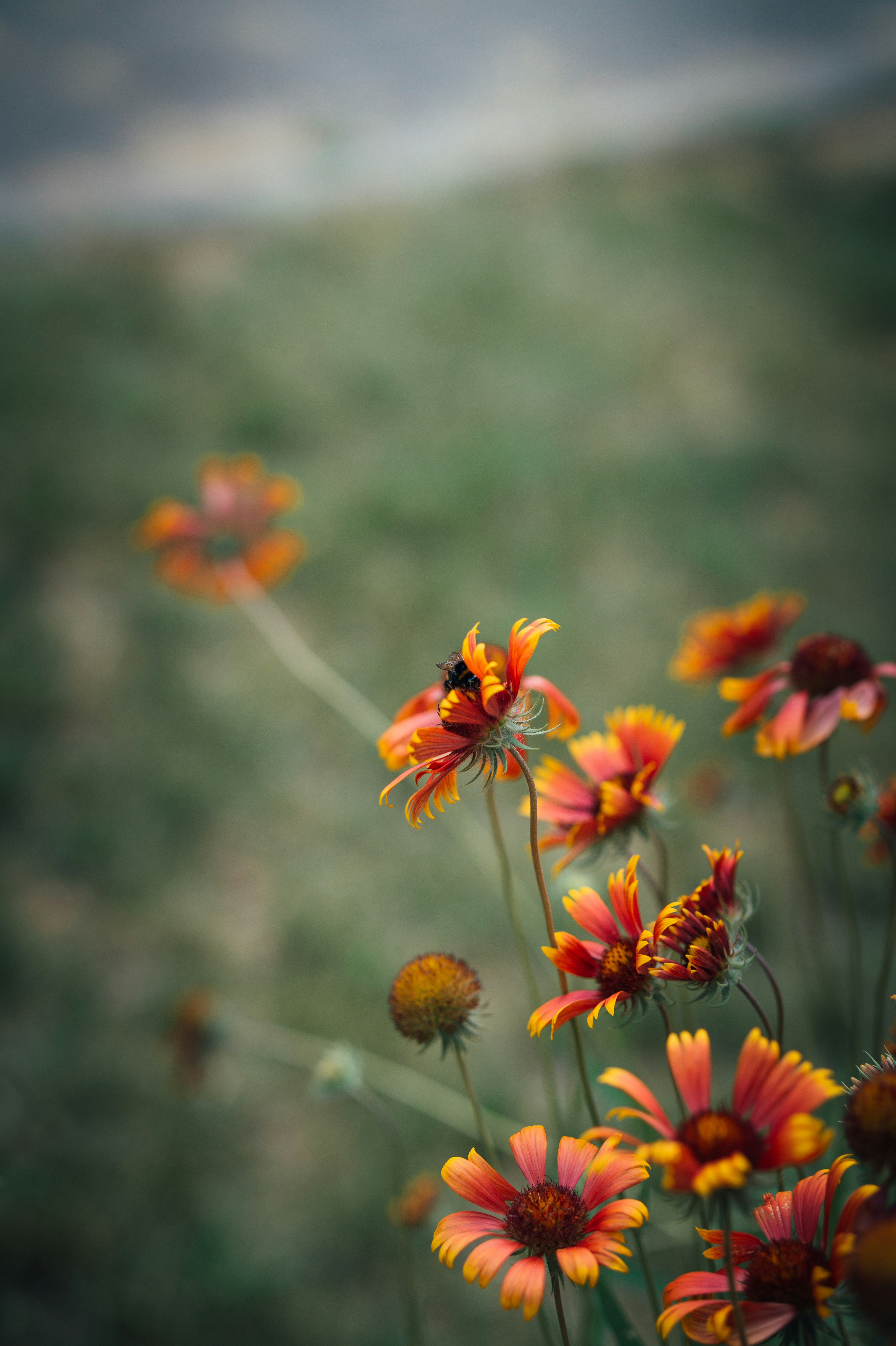 Orange and yellow flower in tilt shift lens photo – Free Grey Image on ...