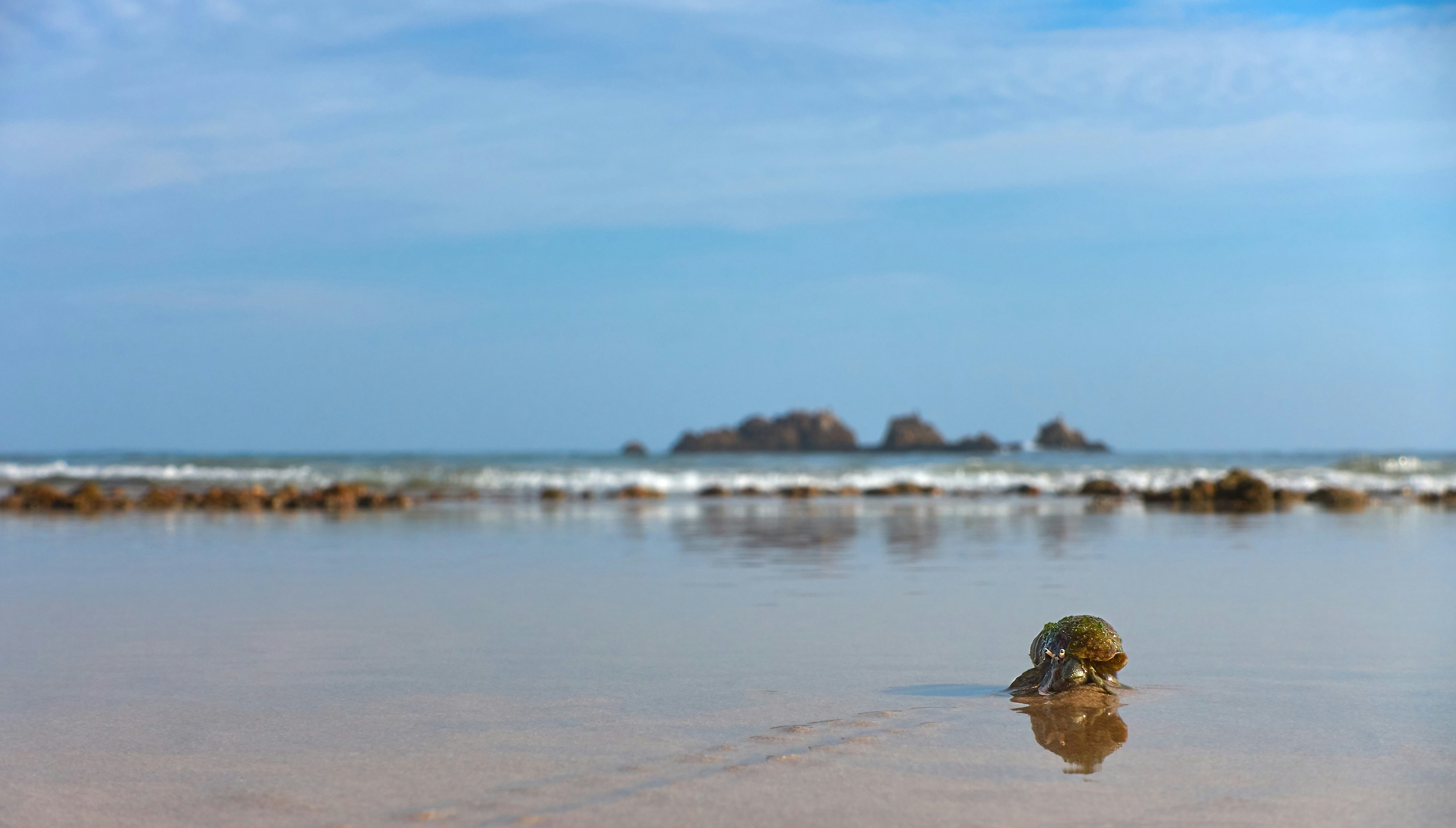 Green and brown sea creature on the beach during daytime photo – Free ...