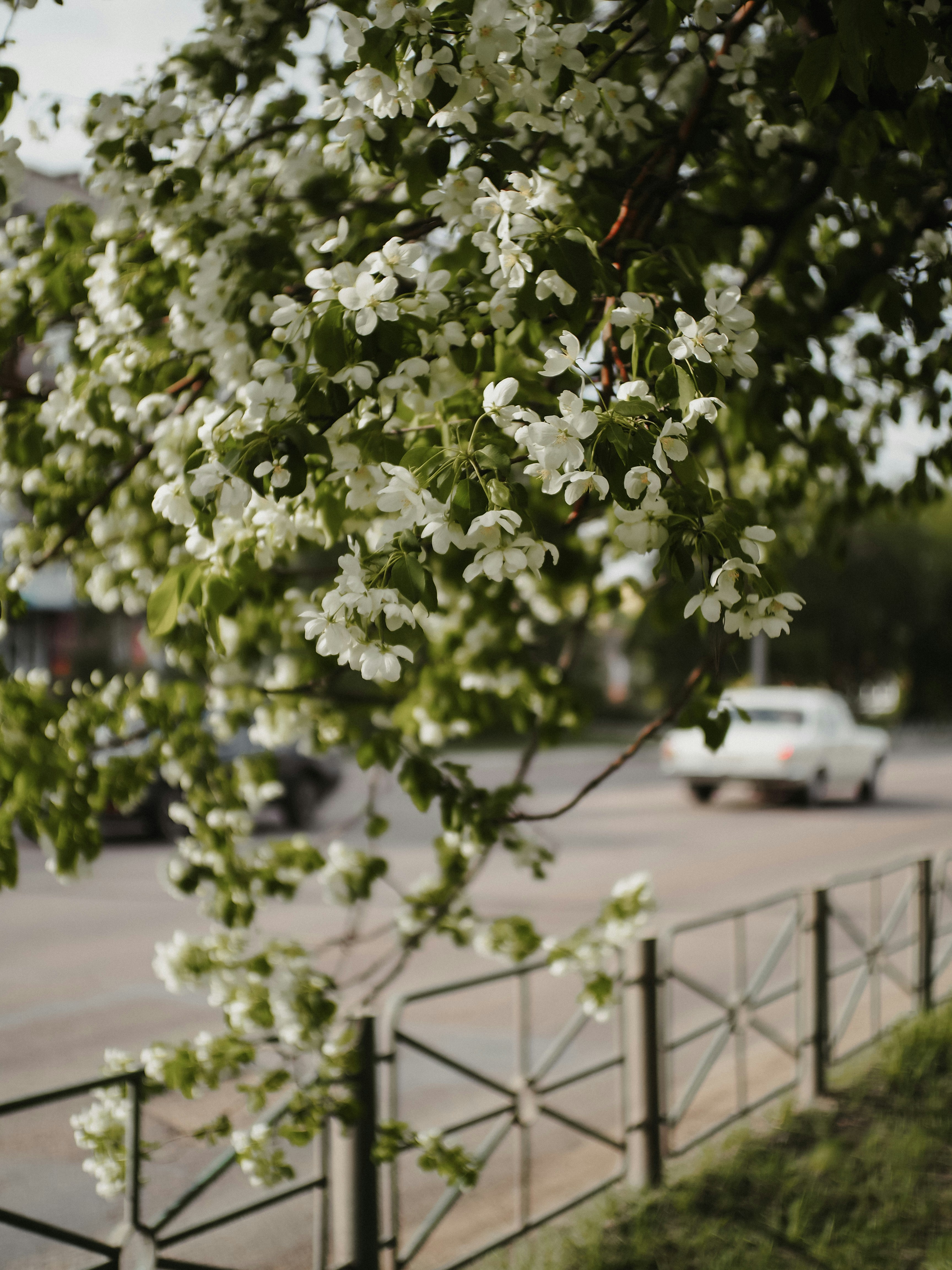 Petals Over the Street: White blossoms frame a quiet urban moment