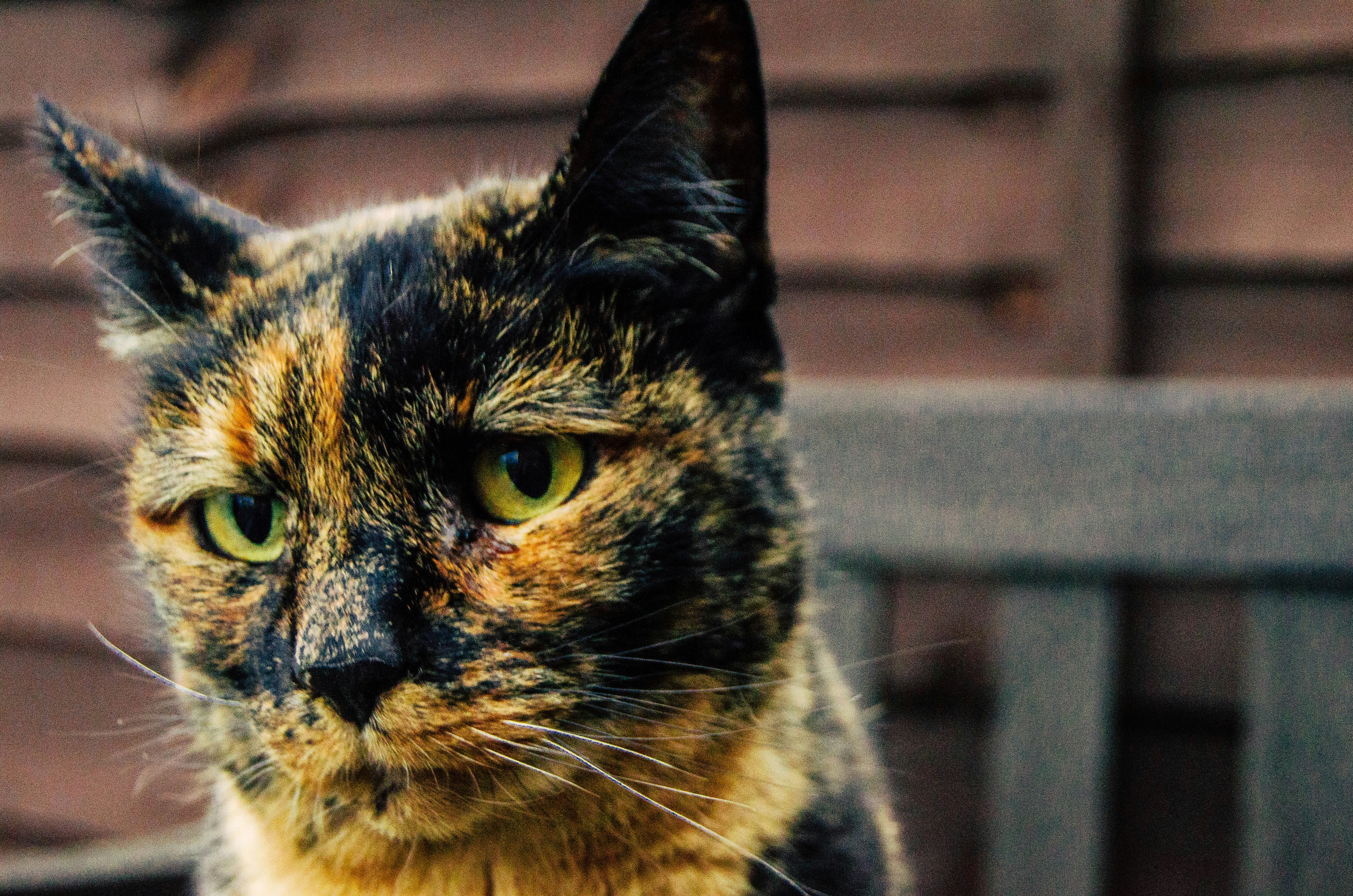 Calico Focus: A Weathered Cat with Piercing Eyes on a Wooden Backdrop