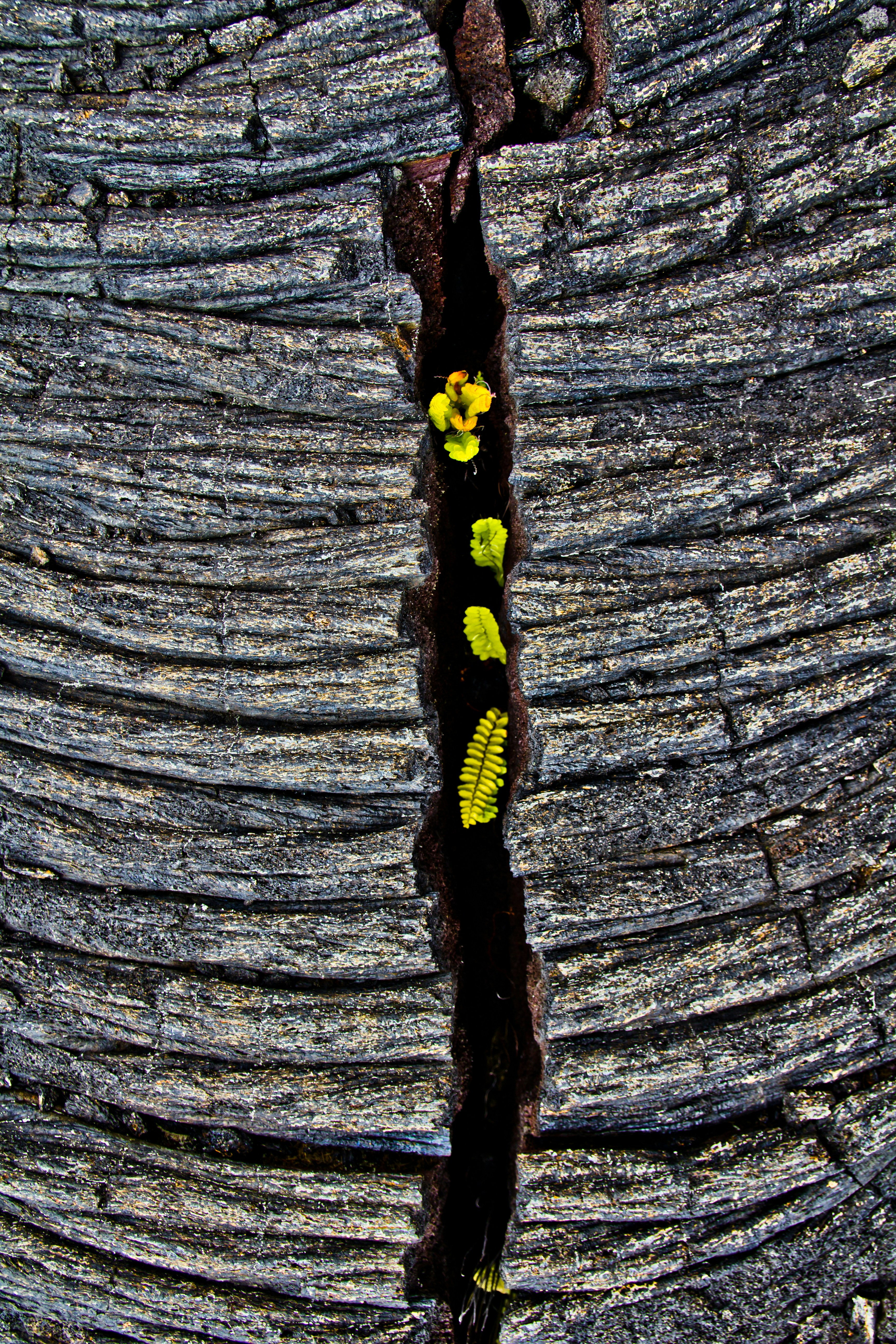 Neon Lichen Threading a Crack Through Weathered Timber Rings