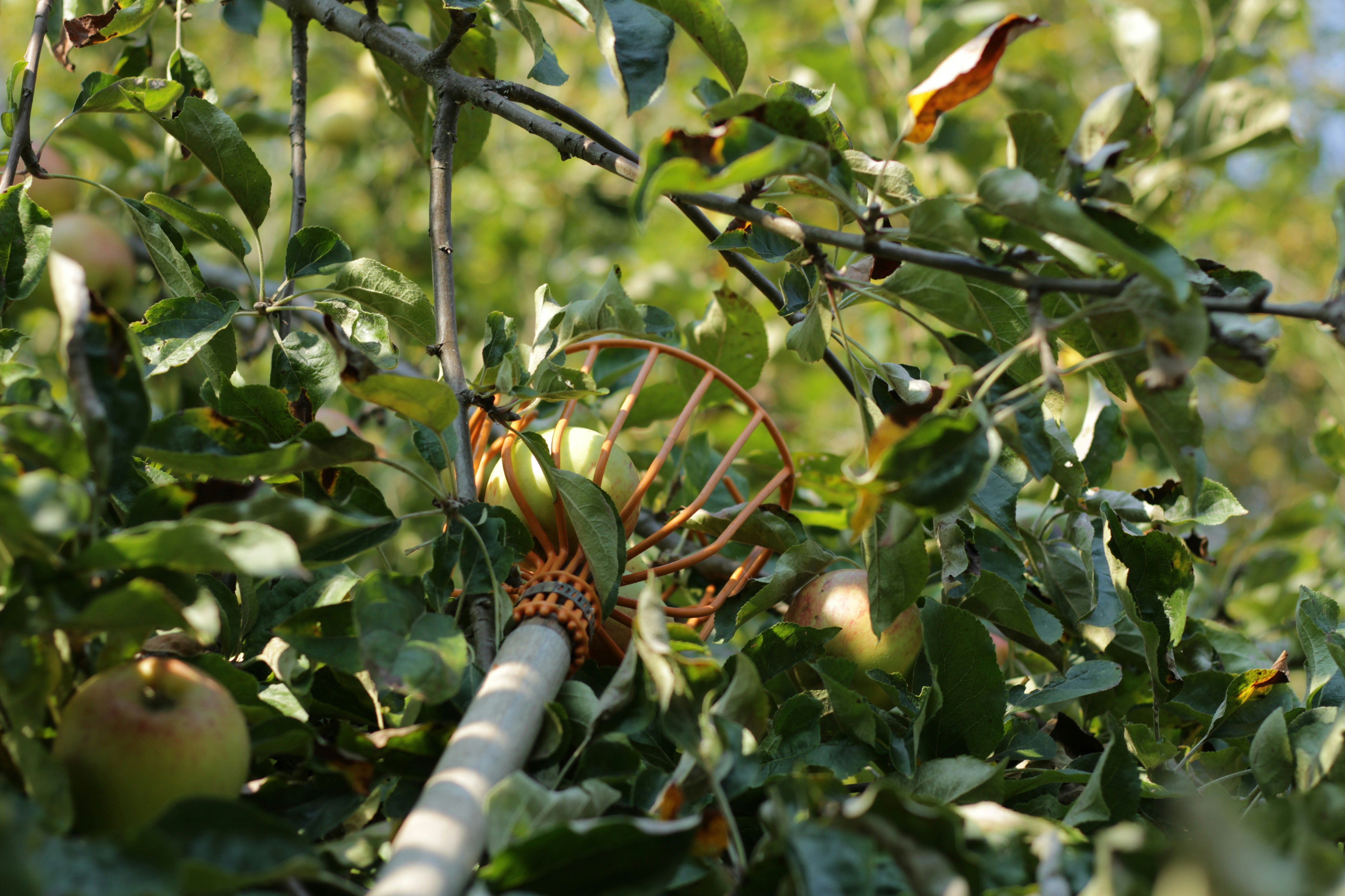 Apple Harvesting Under the Sunlit Canopy