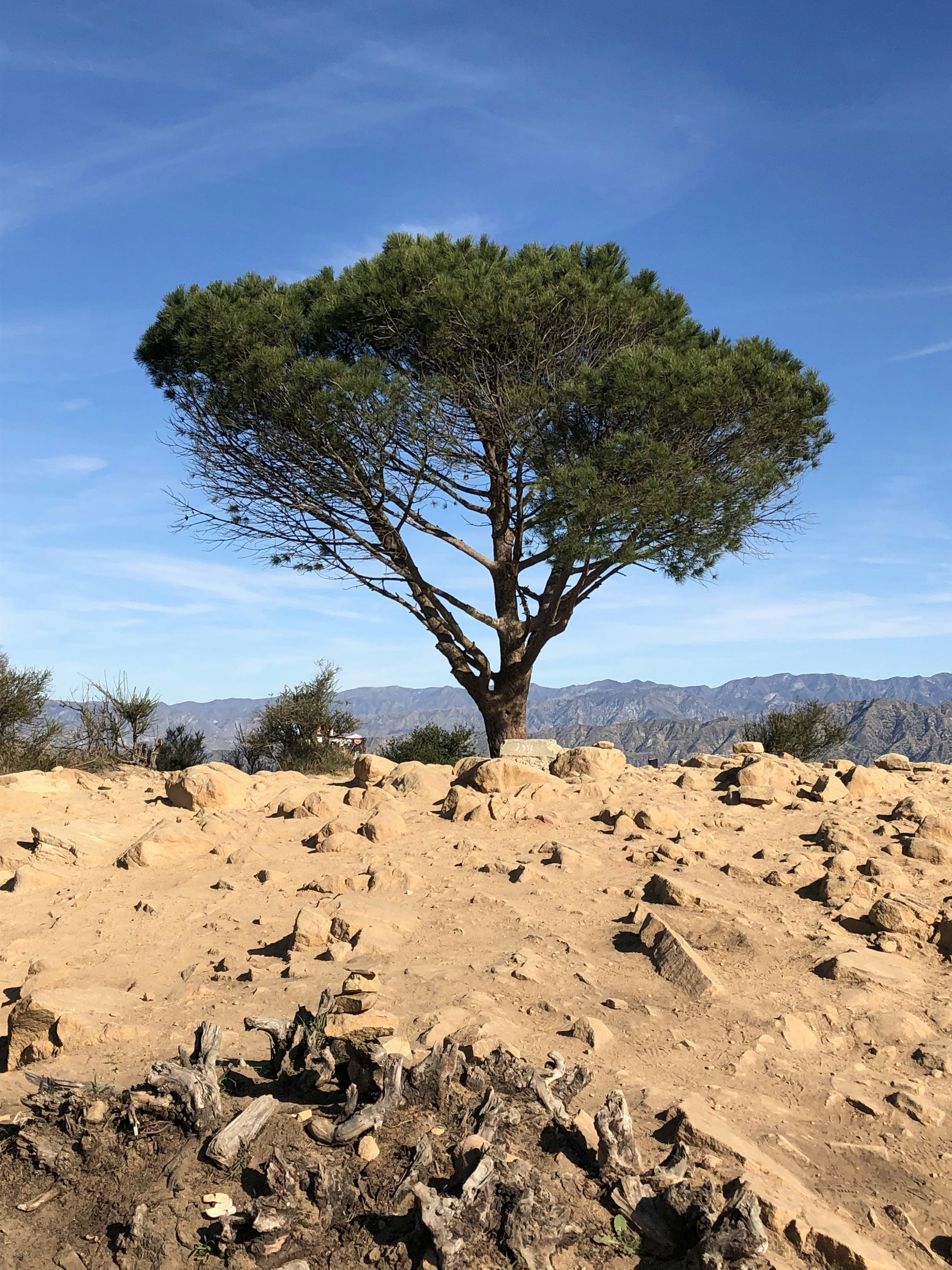 Singleton Tree on Wind-Swept Plain Under Clear Blue Sky