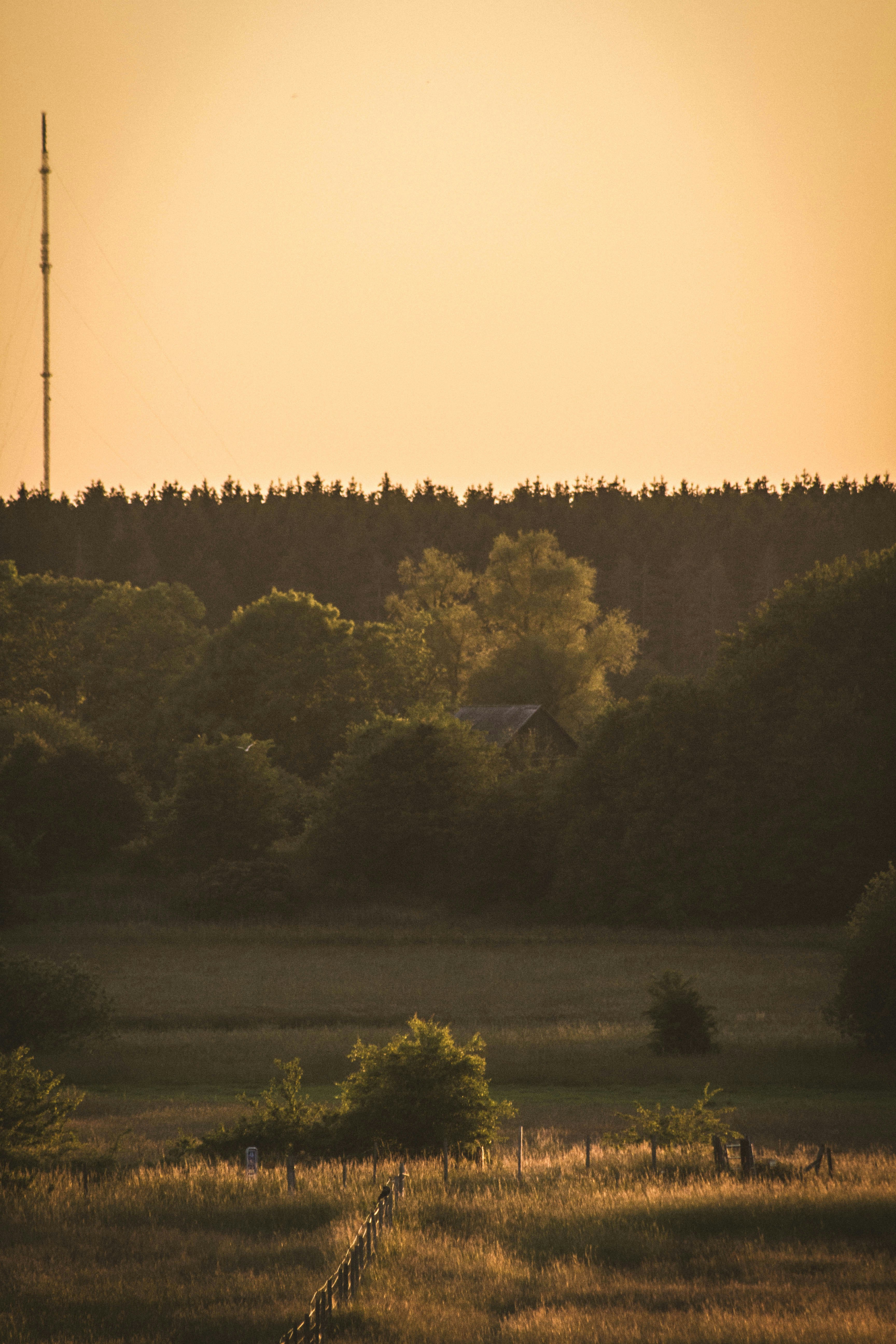 green trees and grass field during sunset