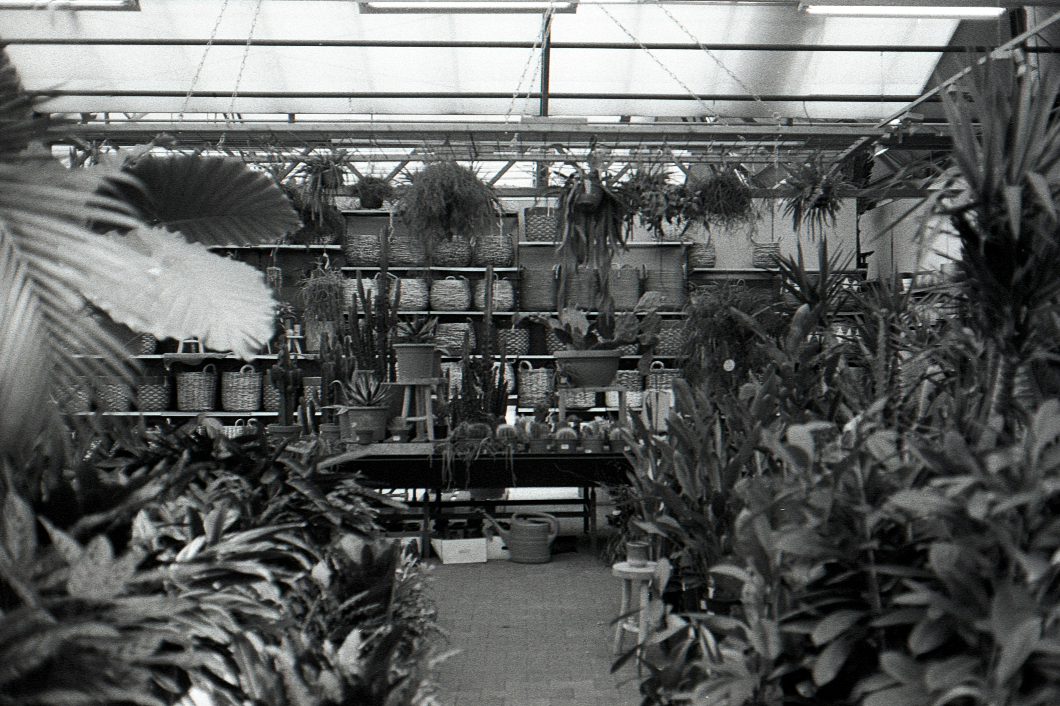 Lush greenery fills a plant shop, with various potted plants and baskets arranged on shelves in the background. The space exudes a tranquil, organic atmosphere.