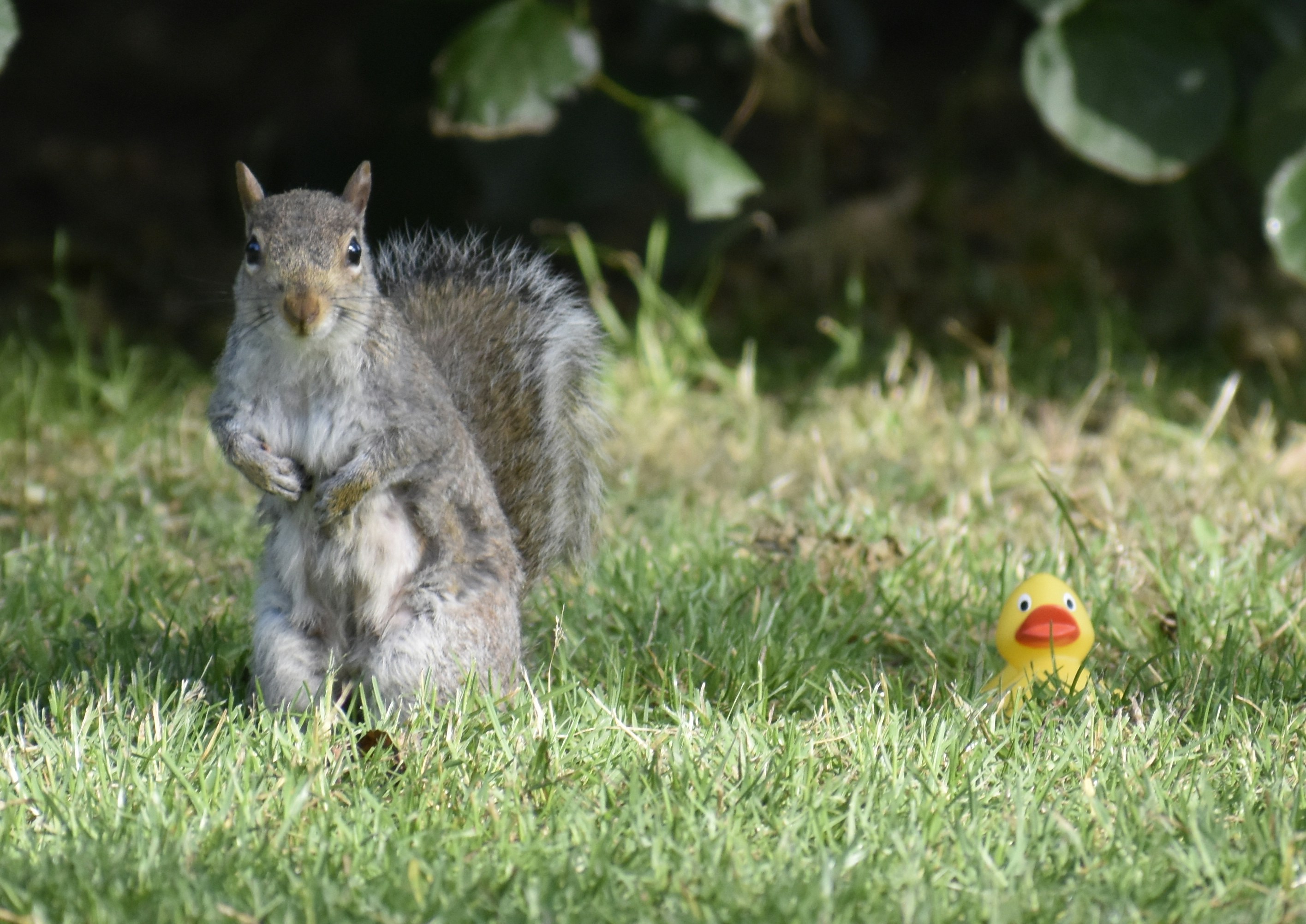 Squirrel Sentinel: A Curious Gray Resident Pauses by a Rubber Duck