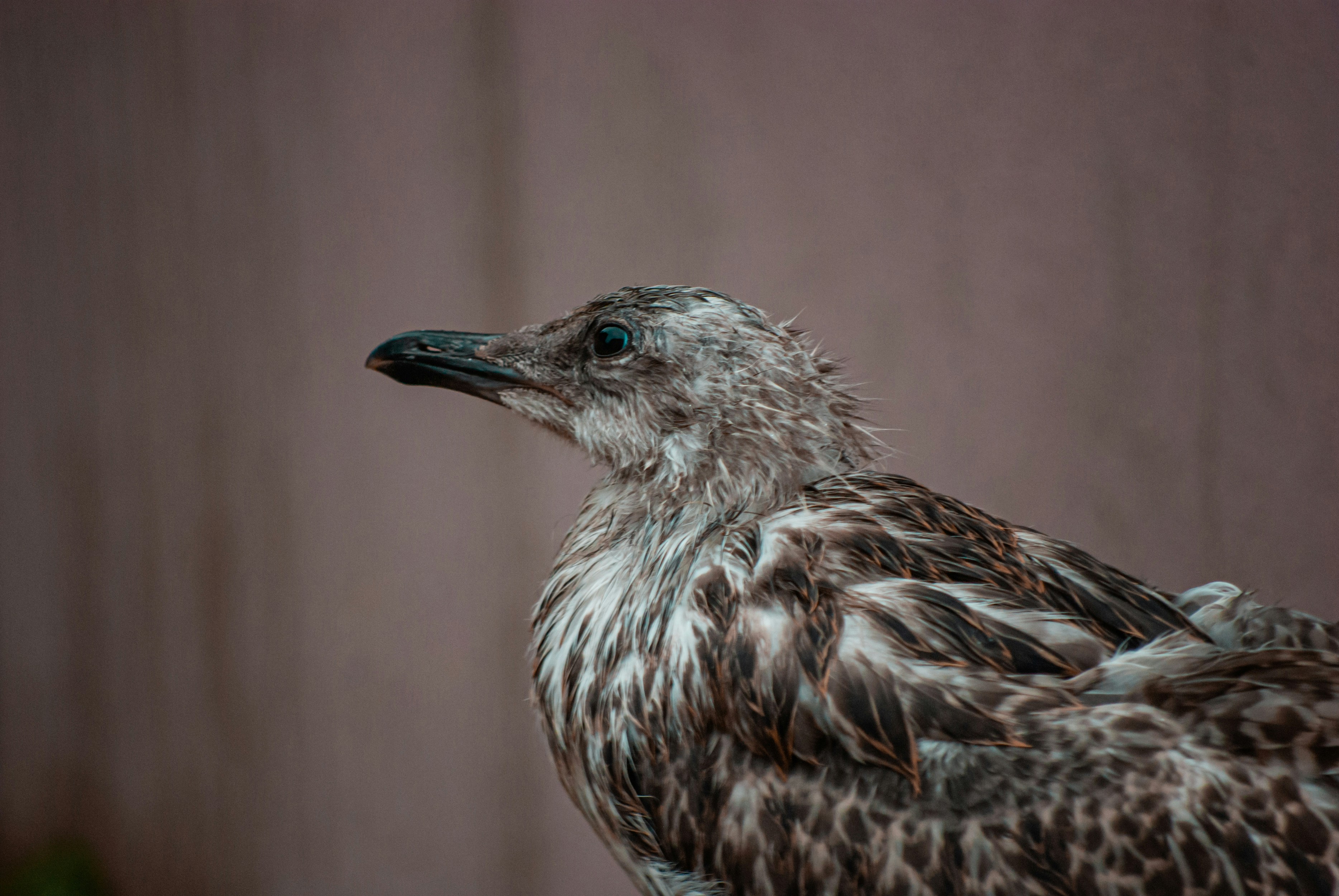 Juvenile Gull Portrait Against a Weathered Wooden Backdrop