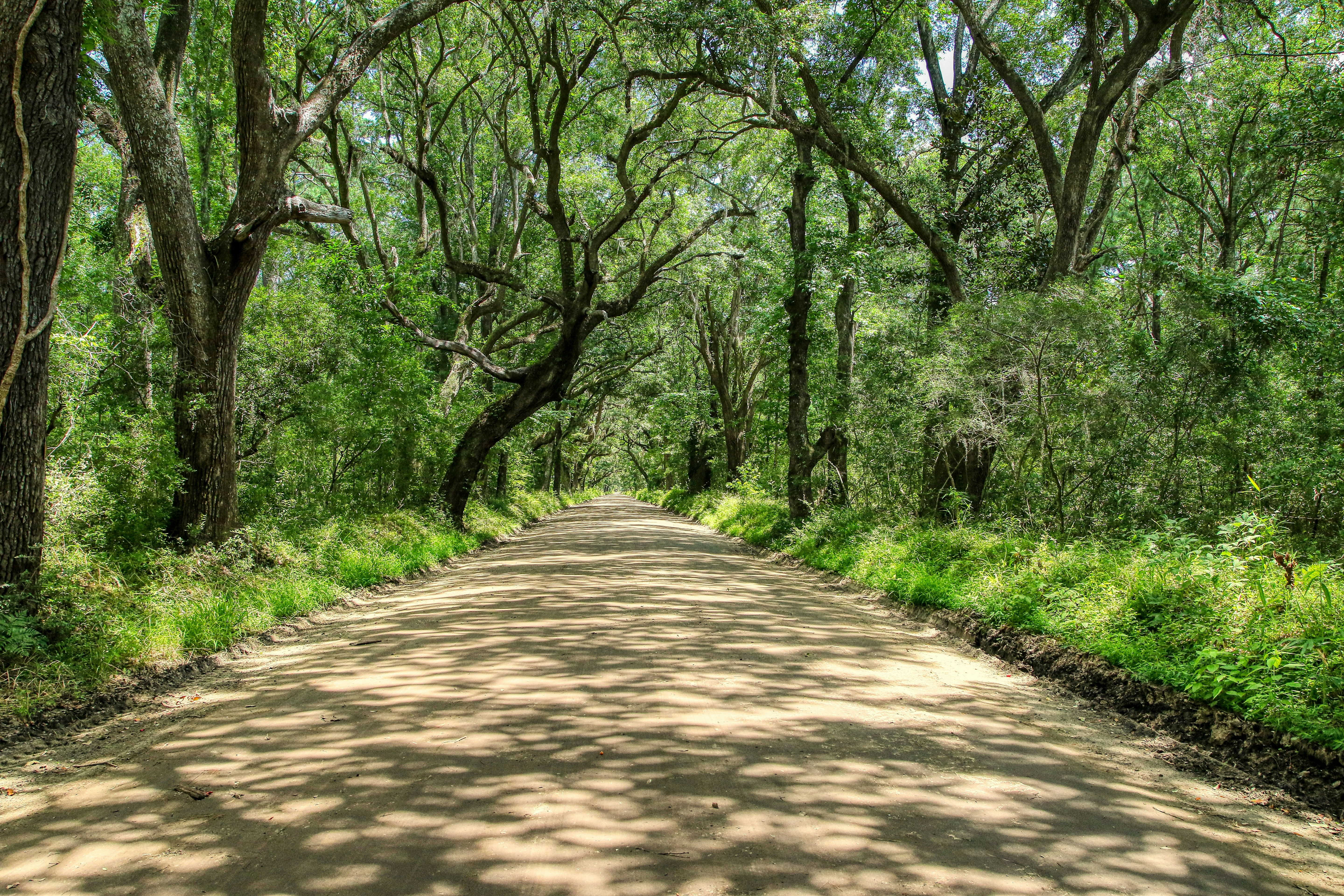 A serene dirt road meanders through a lush forest, framed by towering trees and dappled sunlight filtering through the leaves.