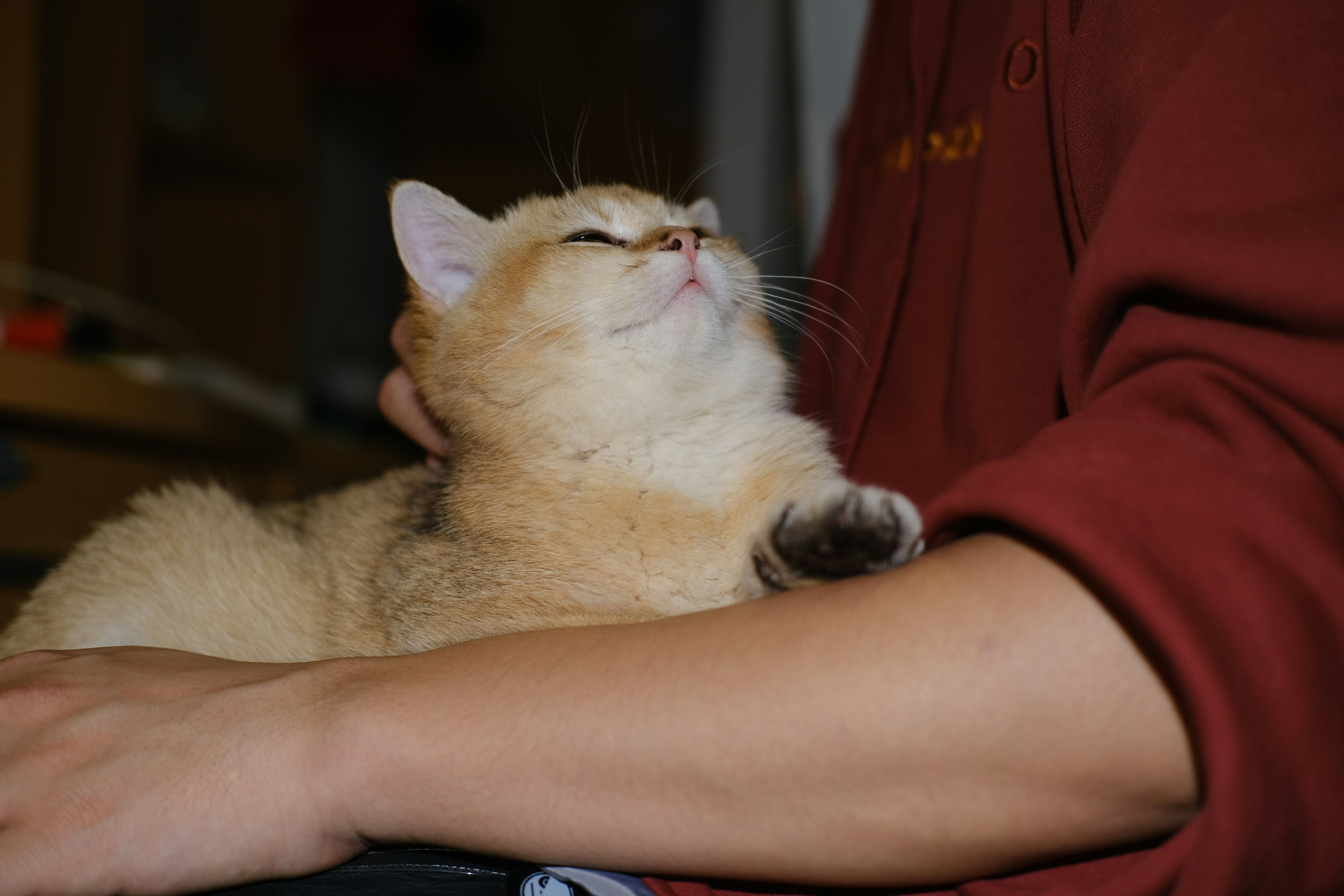 Person holding orange tabby cat photo – Free Cat Image on Unsplash