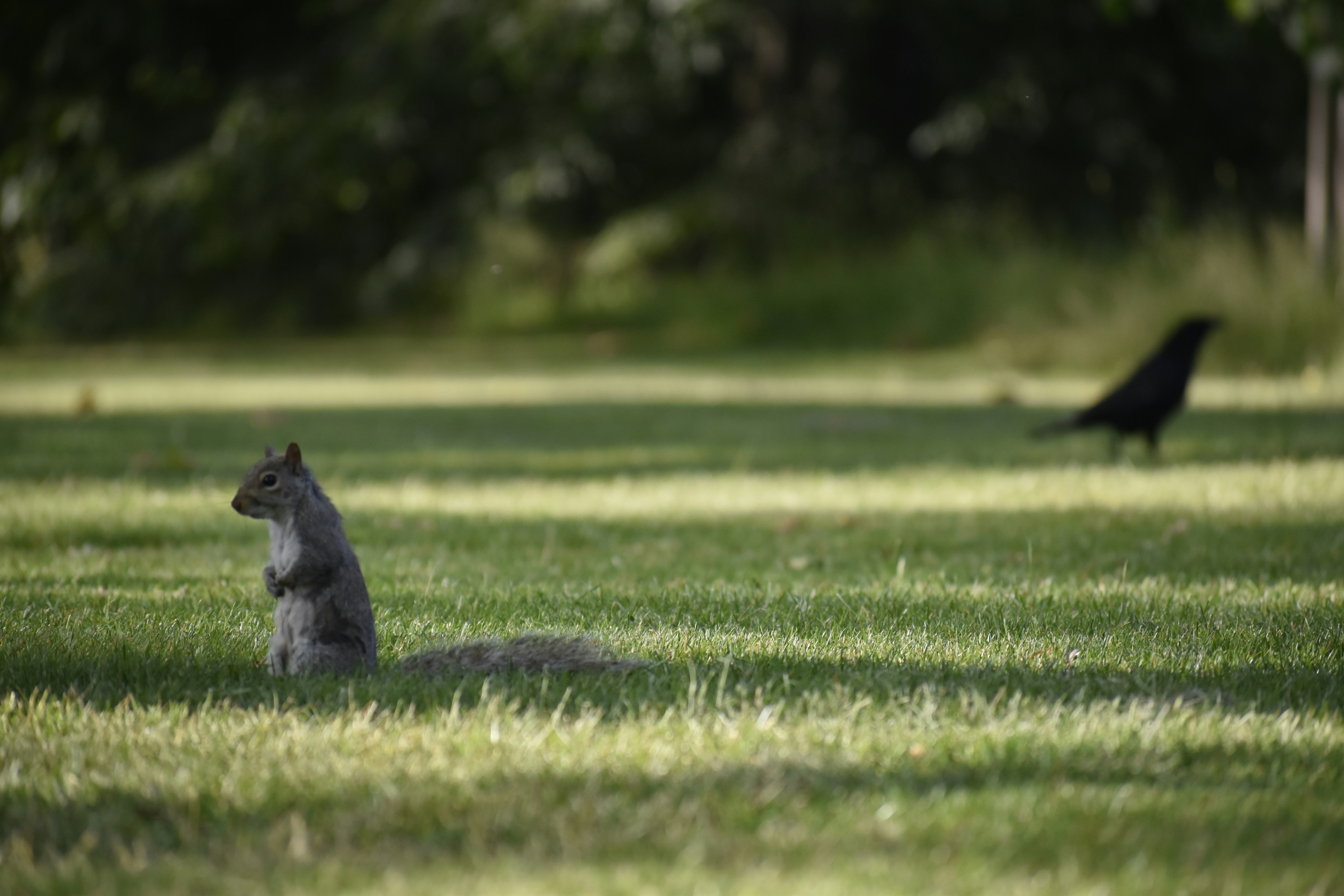Sunlit Squirrel Stands Vigil in a Quiet Park Lawn
