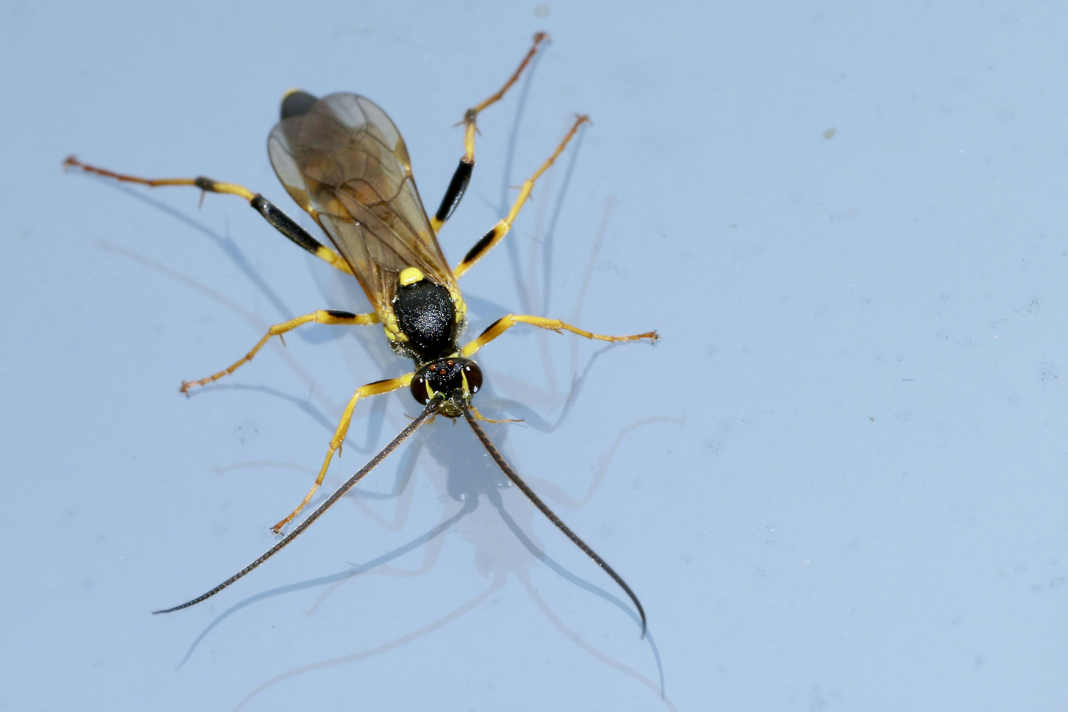 Micro Portrait: Yellow-Legged Wasp on a Pale Blue Backdrop