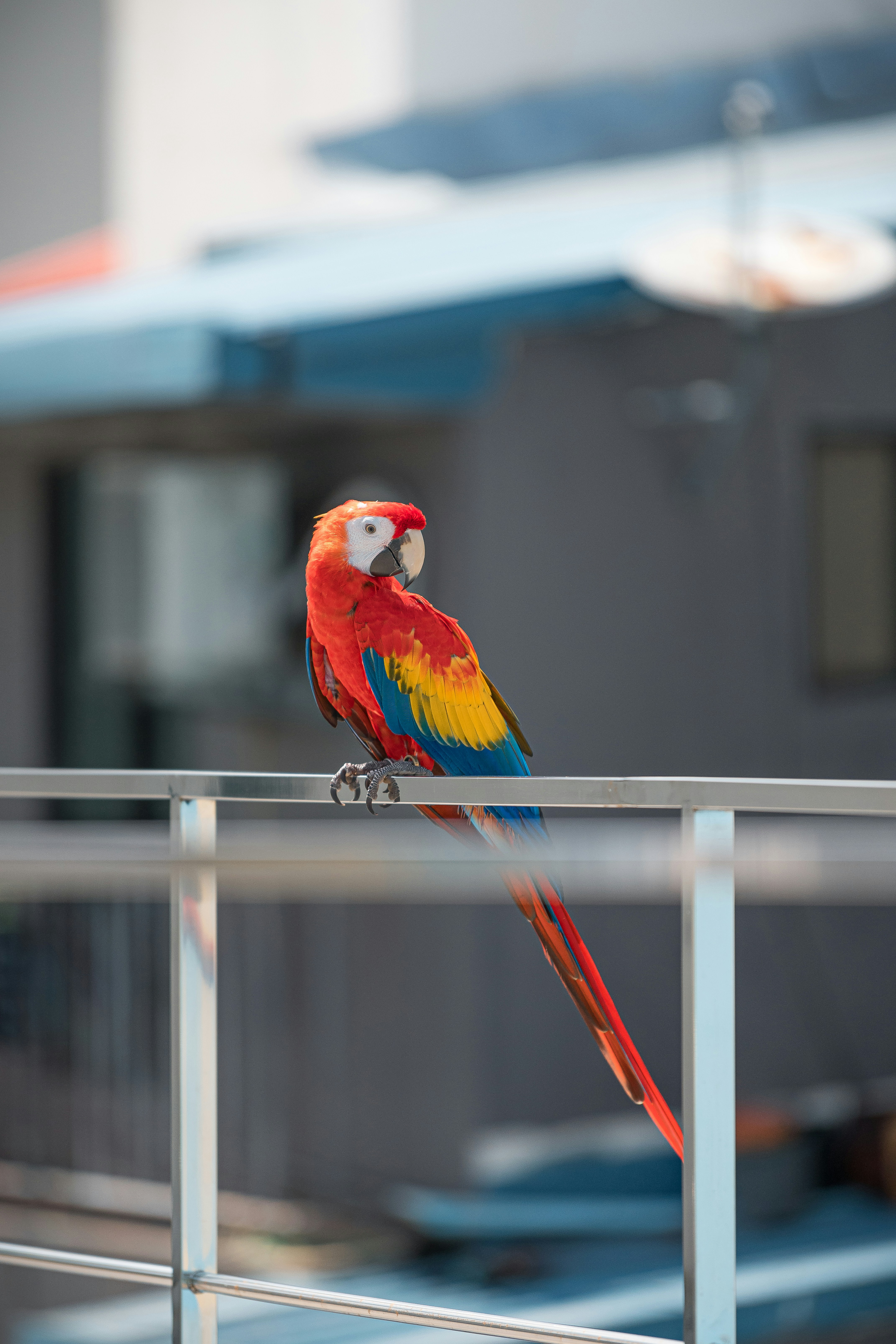 Scarlet macaw perched on a railing, showcasing its vivid plumage against a blurred urban backdrop.