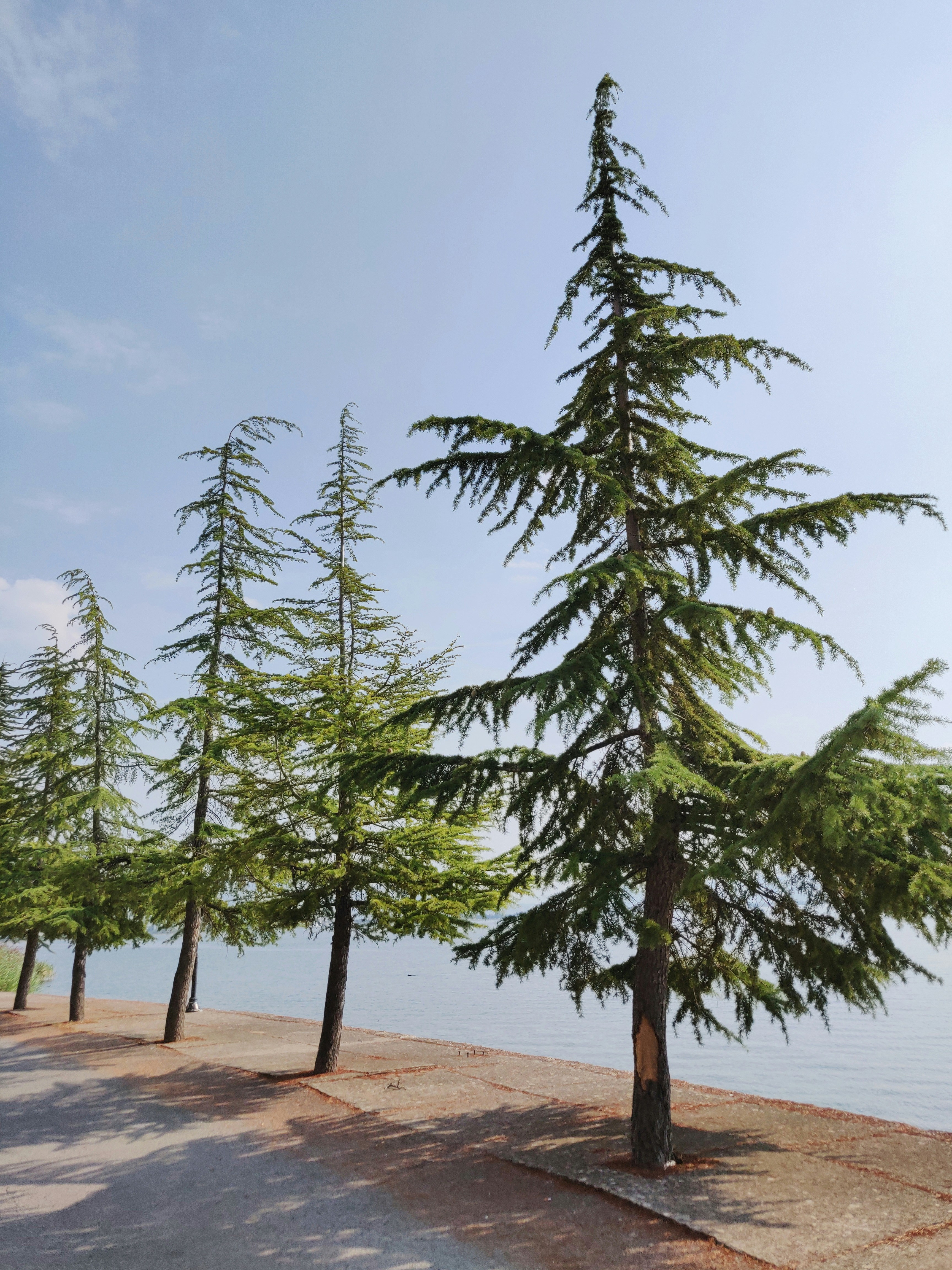 Pines on the Lakefront: A Quiet Line by the Water
