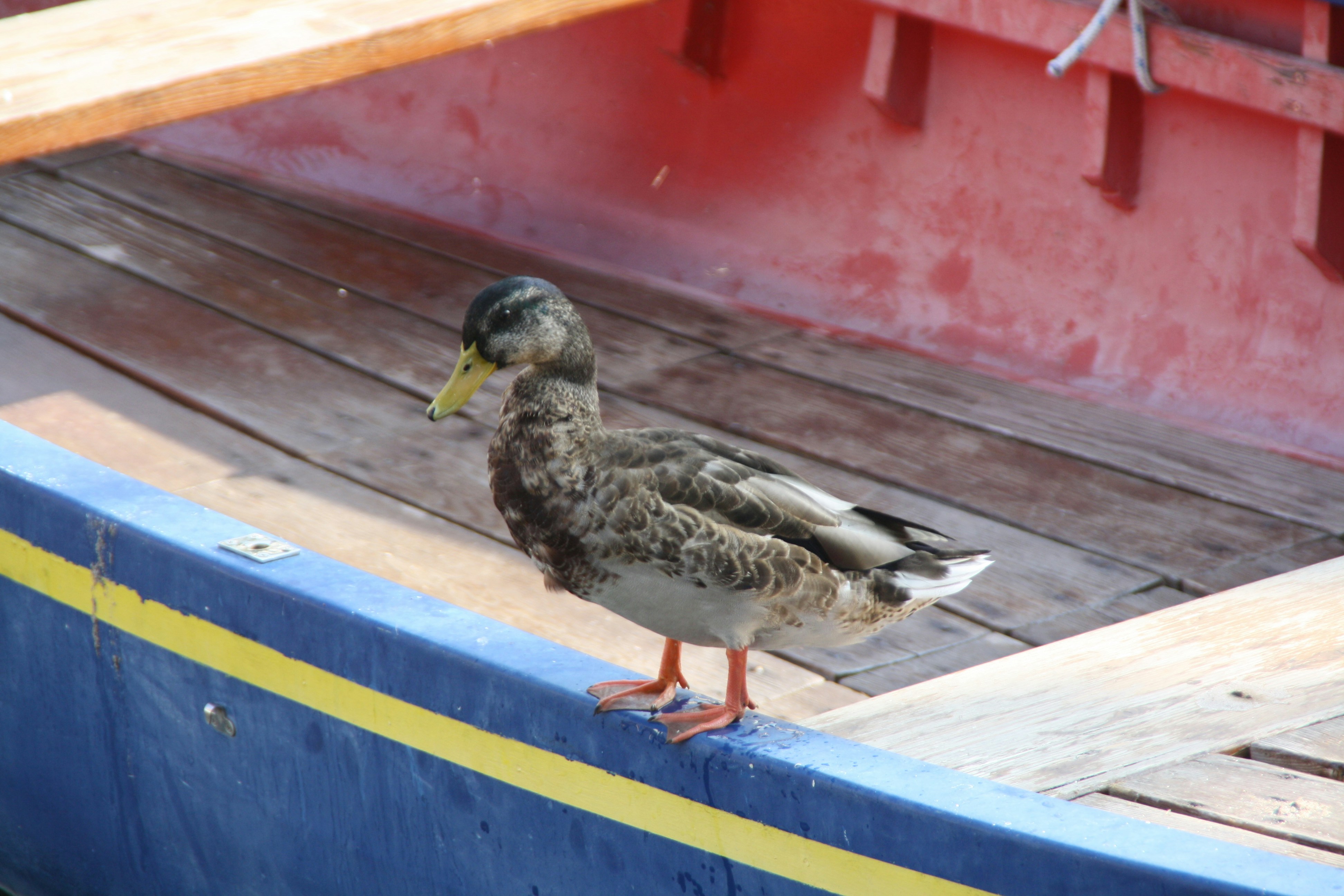 Duck on a Painted Boat Bow: A Quiet Study in Color and Texture