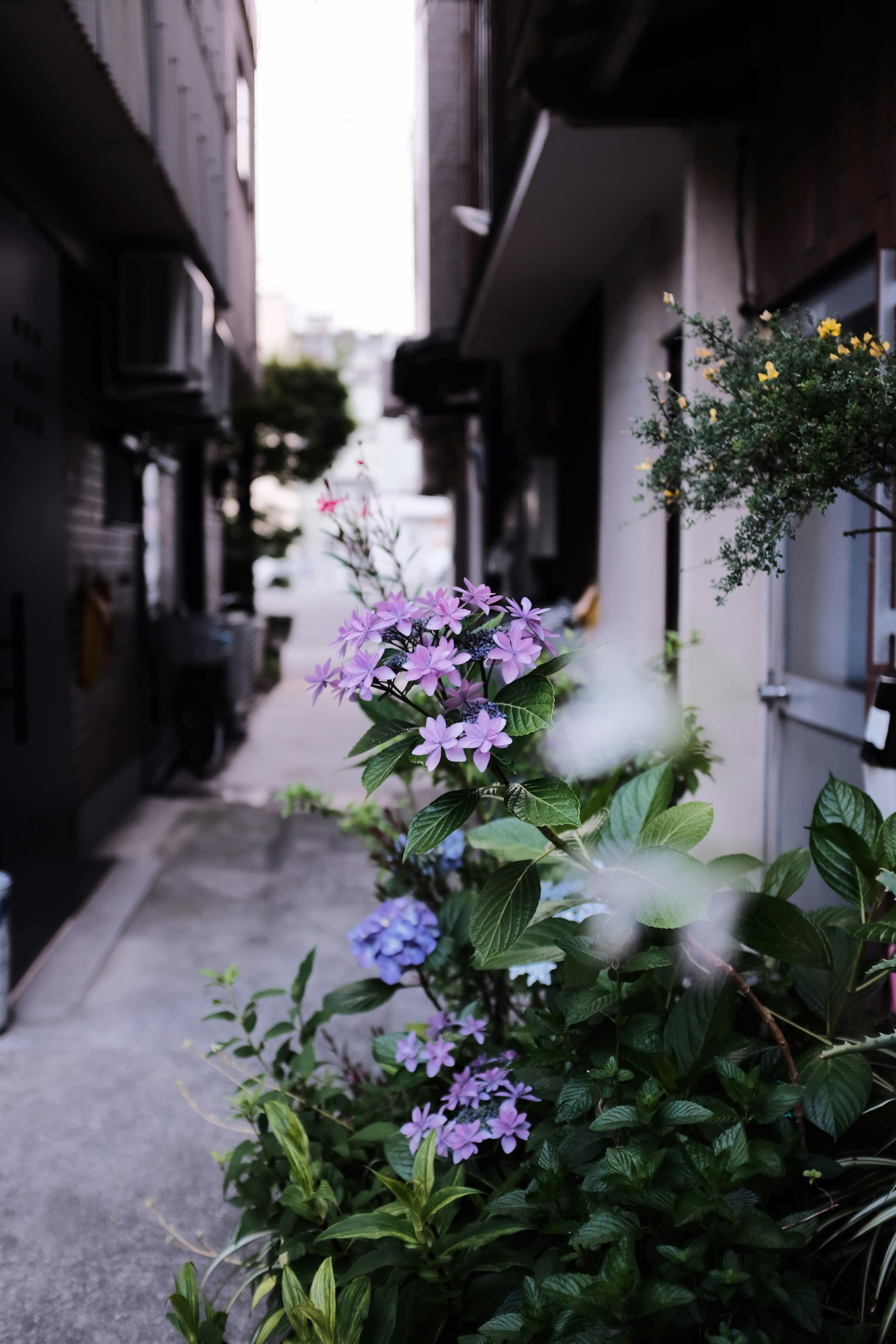 Violet Hydrangeas Framing a Quiet Alley