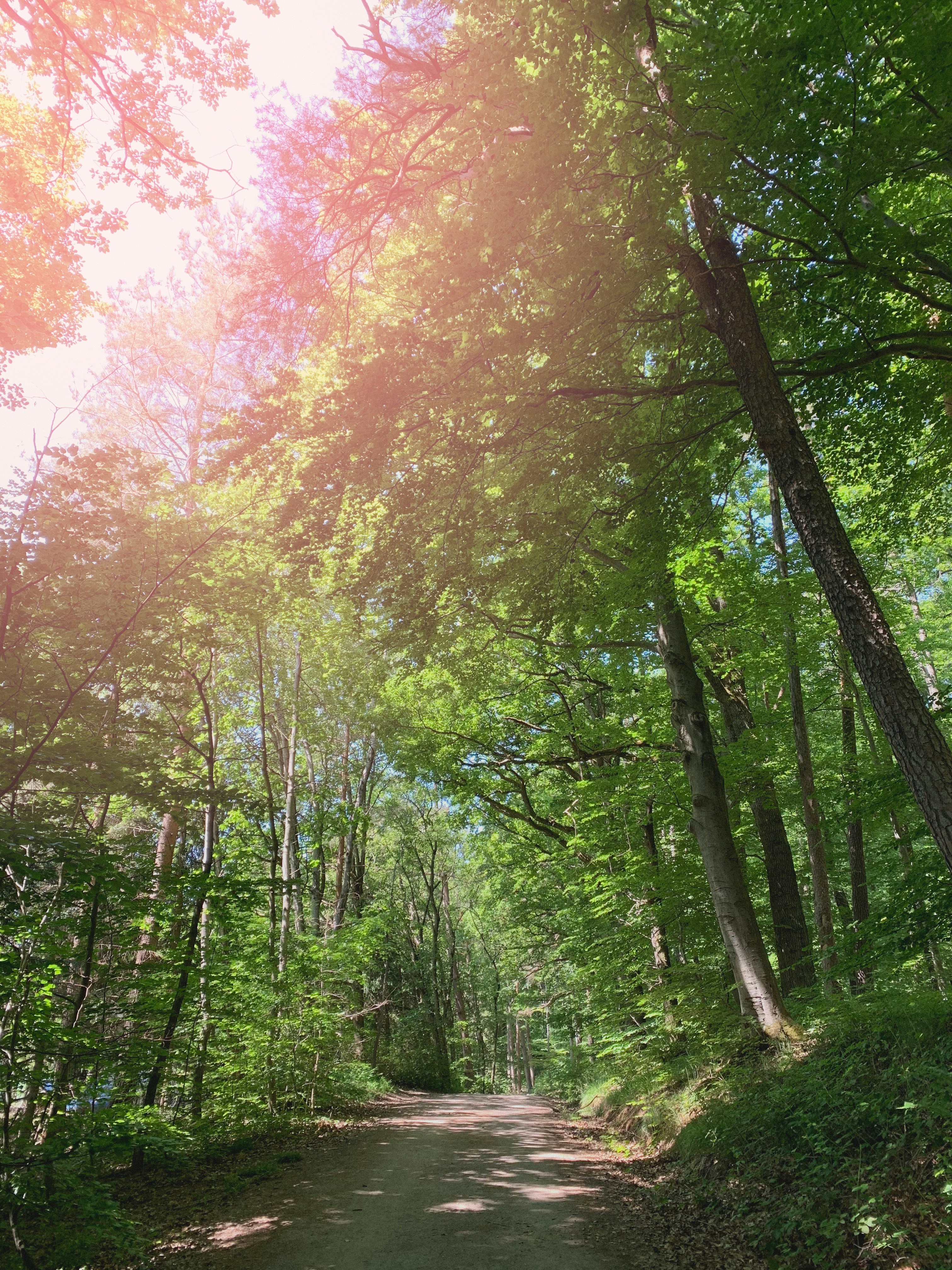 Green trees on forest during daytime photo – Free Sunlight Image on ...