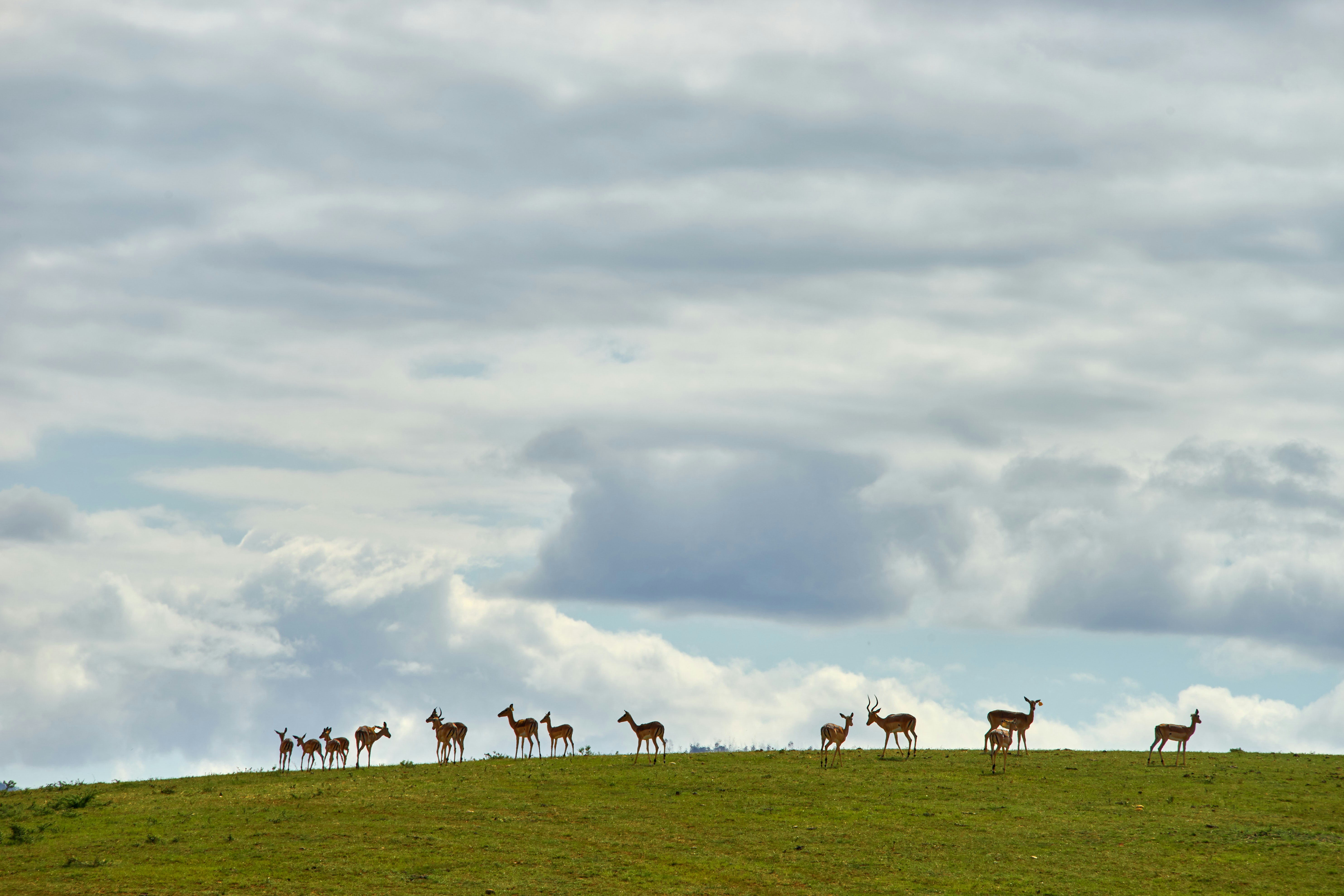 Horizon Herd: Silhouettes on a Gentle Hill Beneath a Layered Sky