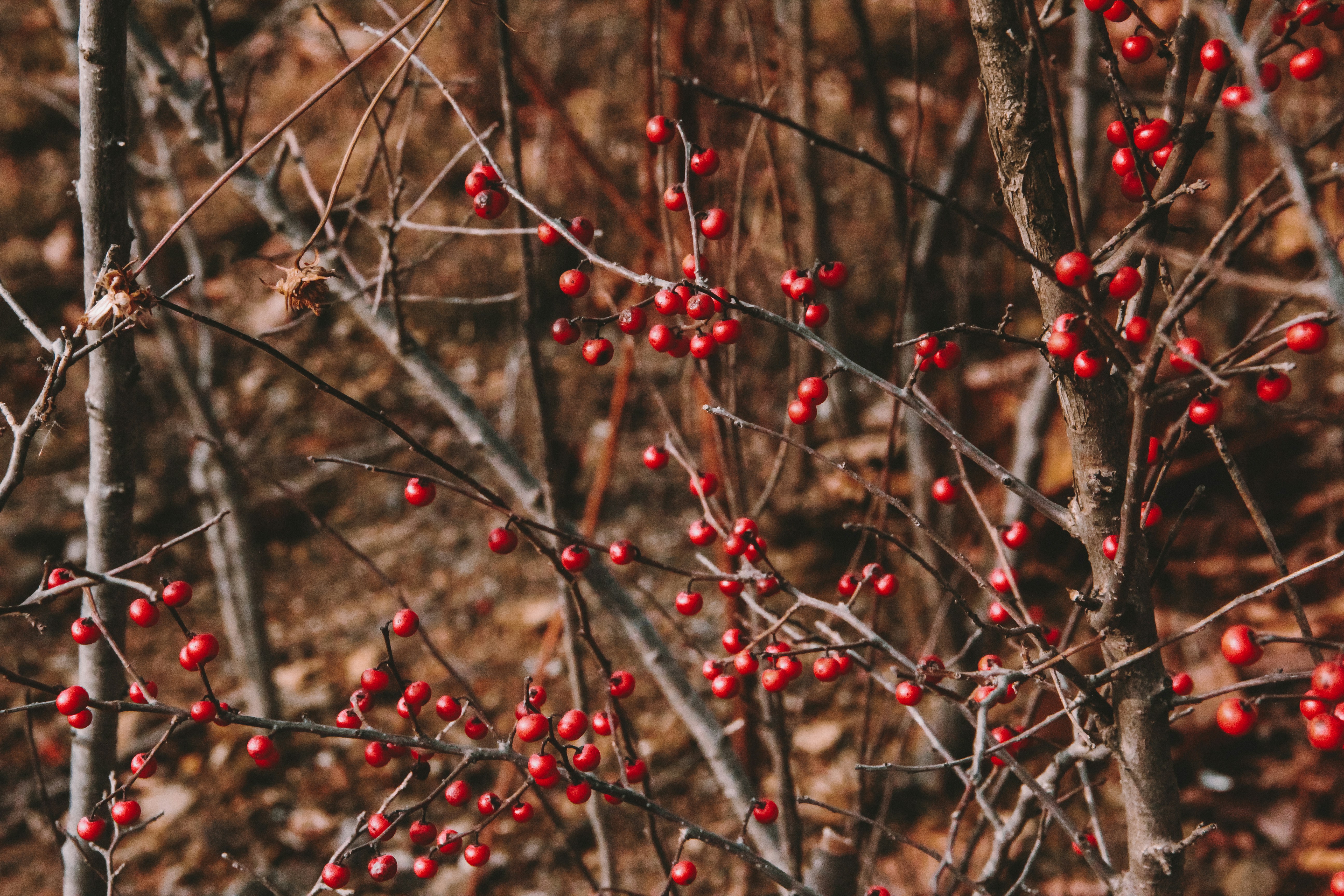 Fruits Du Sud Photos | Télécharger des images gratuites sur Unsplash