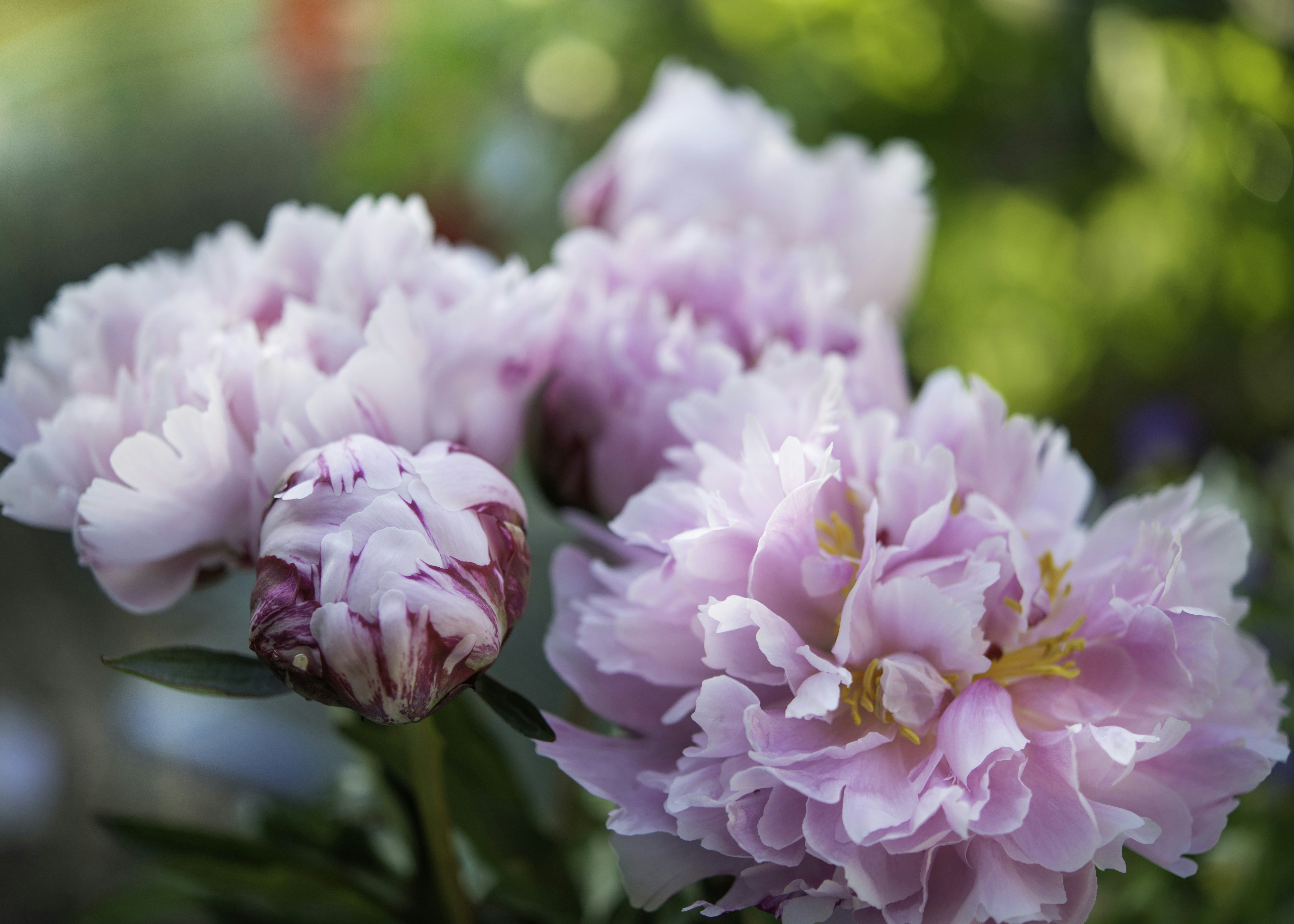 Whispered Pink: Close-Up of Peonies in Soft Garden Light