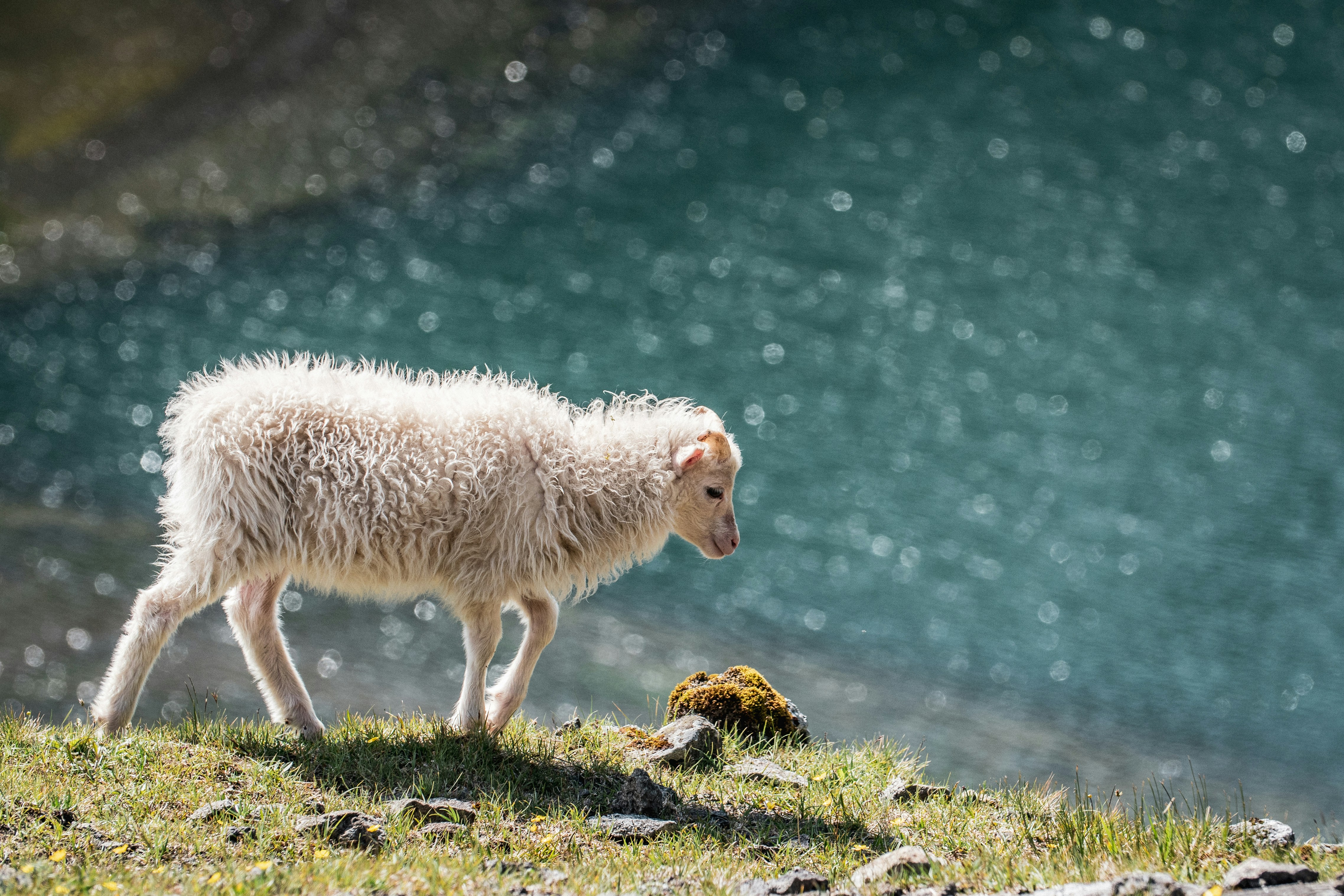 White long coated animal on green grass during daytime photo – Free ...