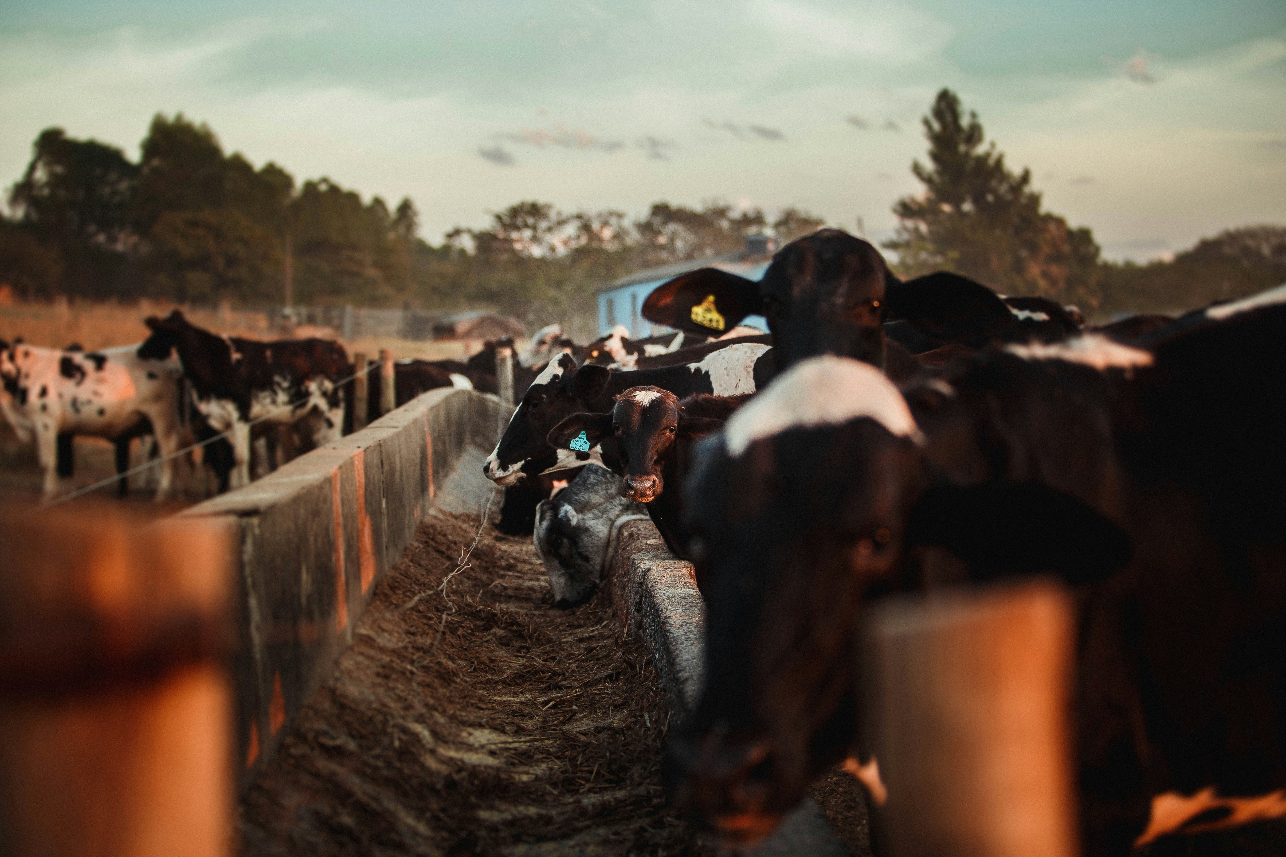 Midday Herd at the Feed Trow: Warmlight on the Cattle Alley