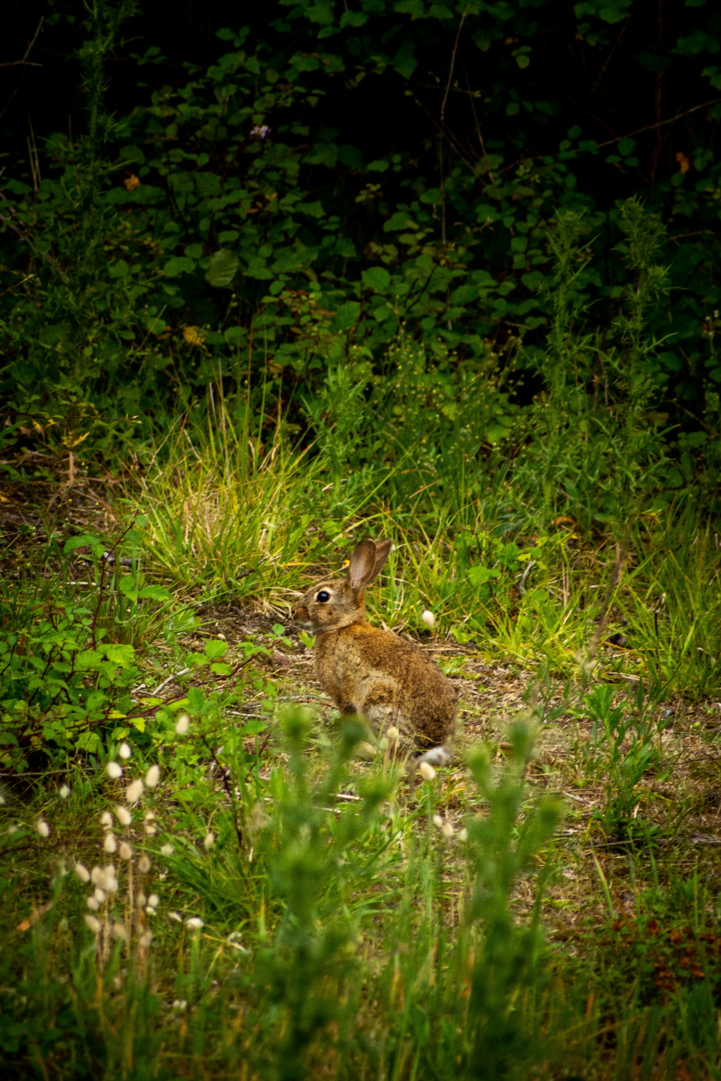 Lapin Pictures | Download Free Images on Unsplash