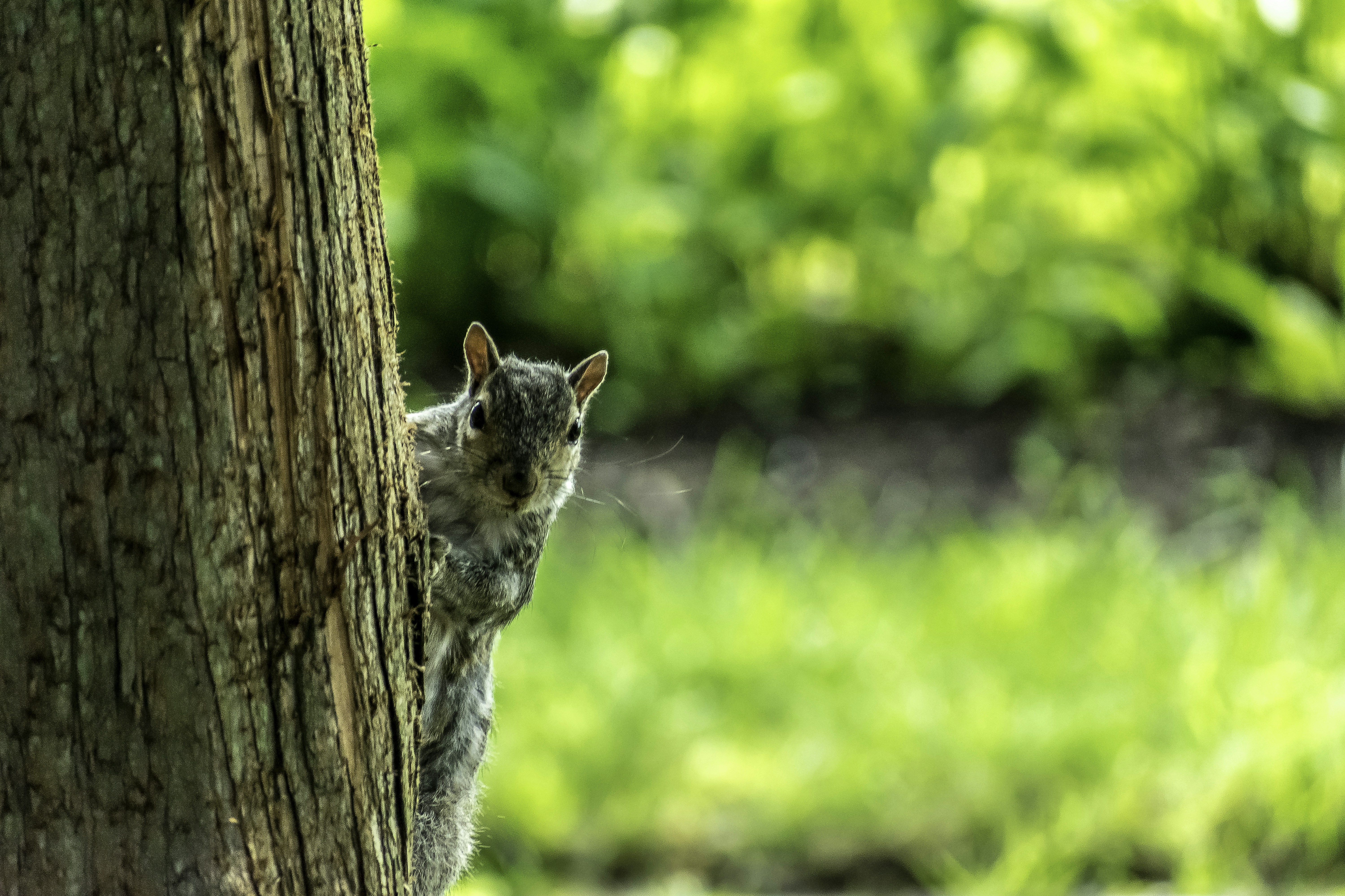 Squirrel peeking from behind a tree trunk with vibrant green foliage in the background.