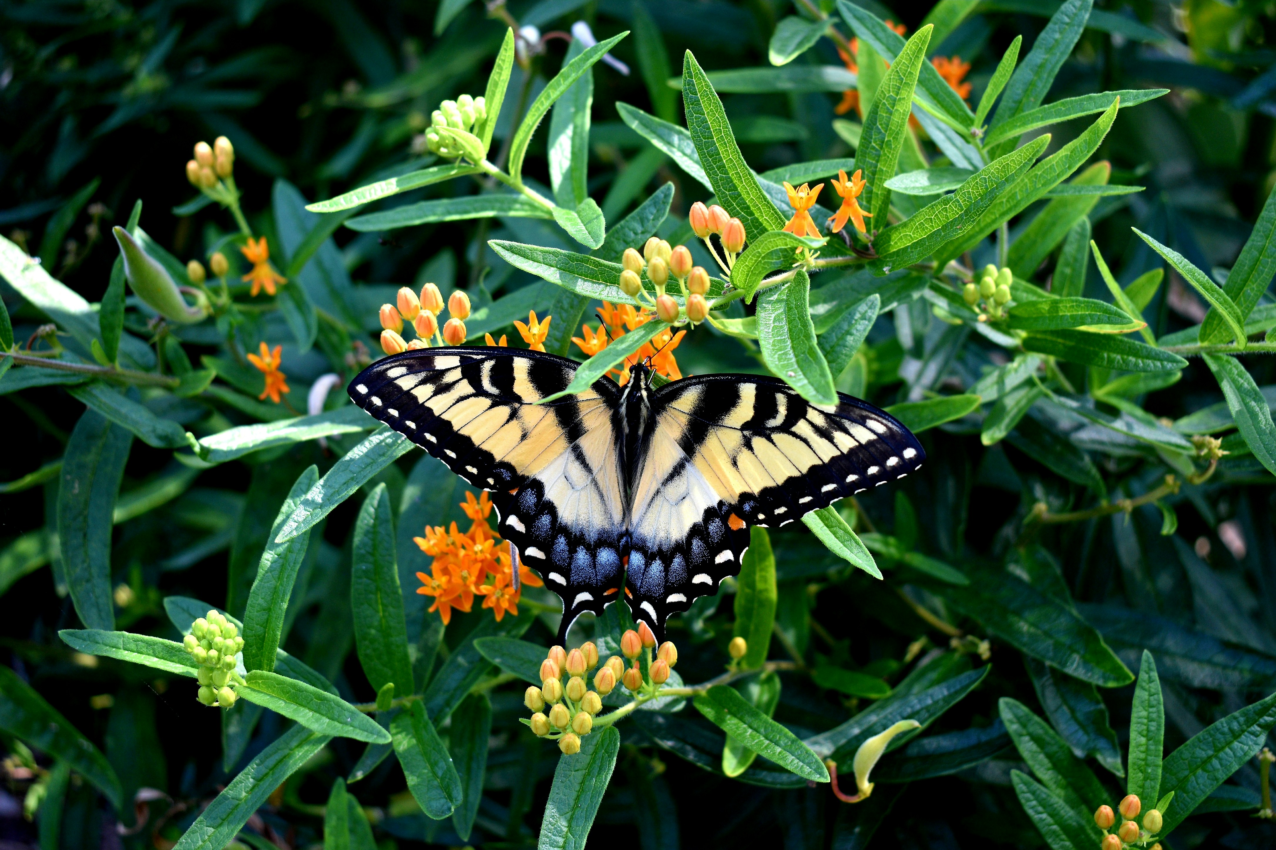 Swallowtail butterfly perched on bright orange flowers amid lush green foliage.