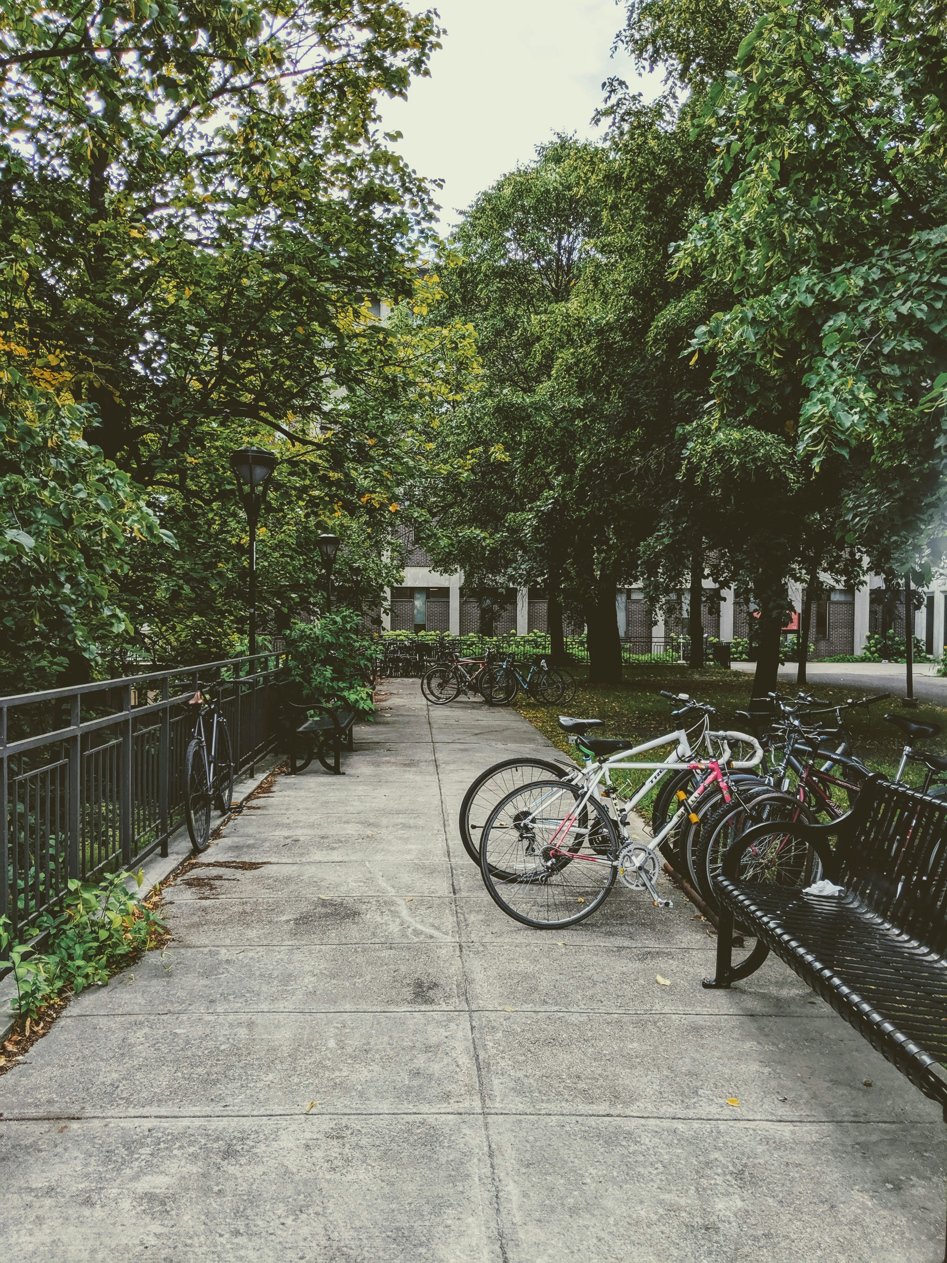 Bikes on a Quiet City Park Path Framed by Green Canopy