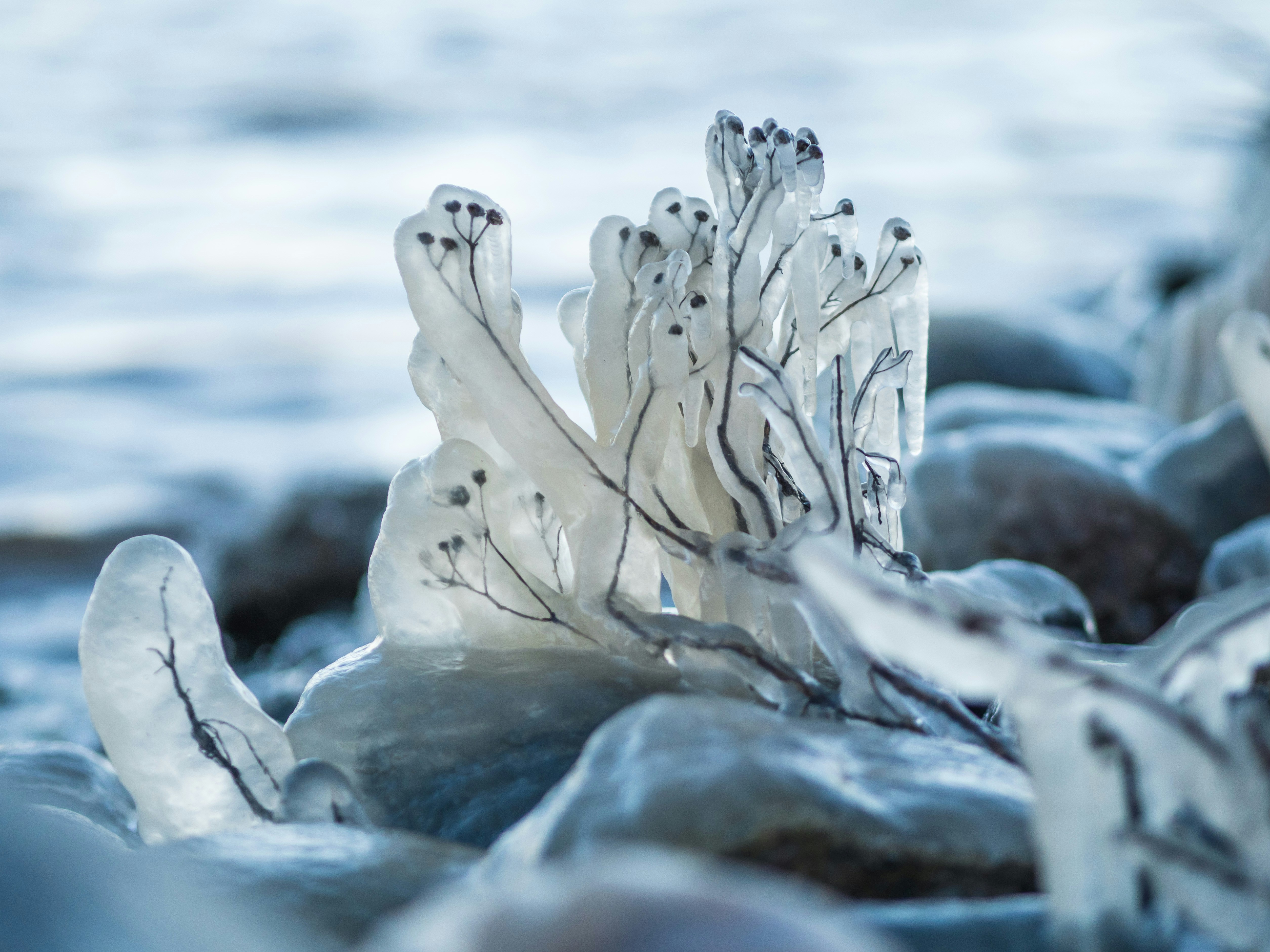 Ice Flora on Pebbled Shore: Frigid Fingers Reaching Toward Light