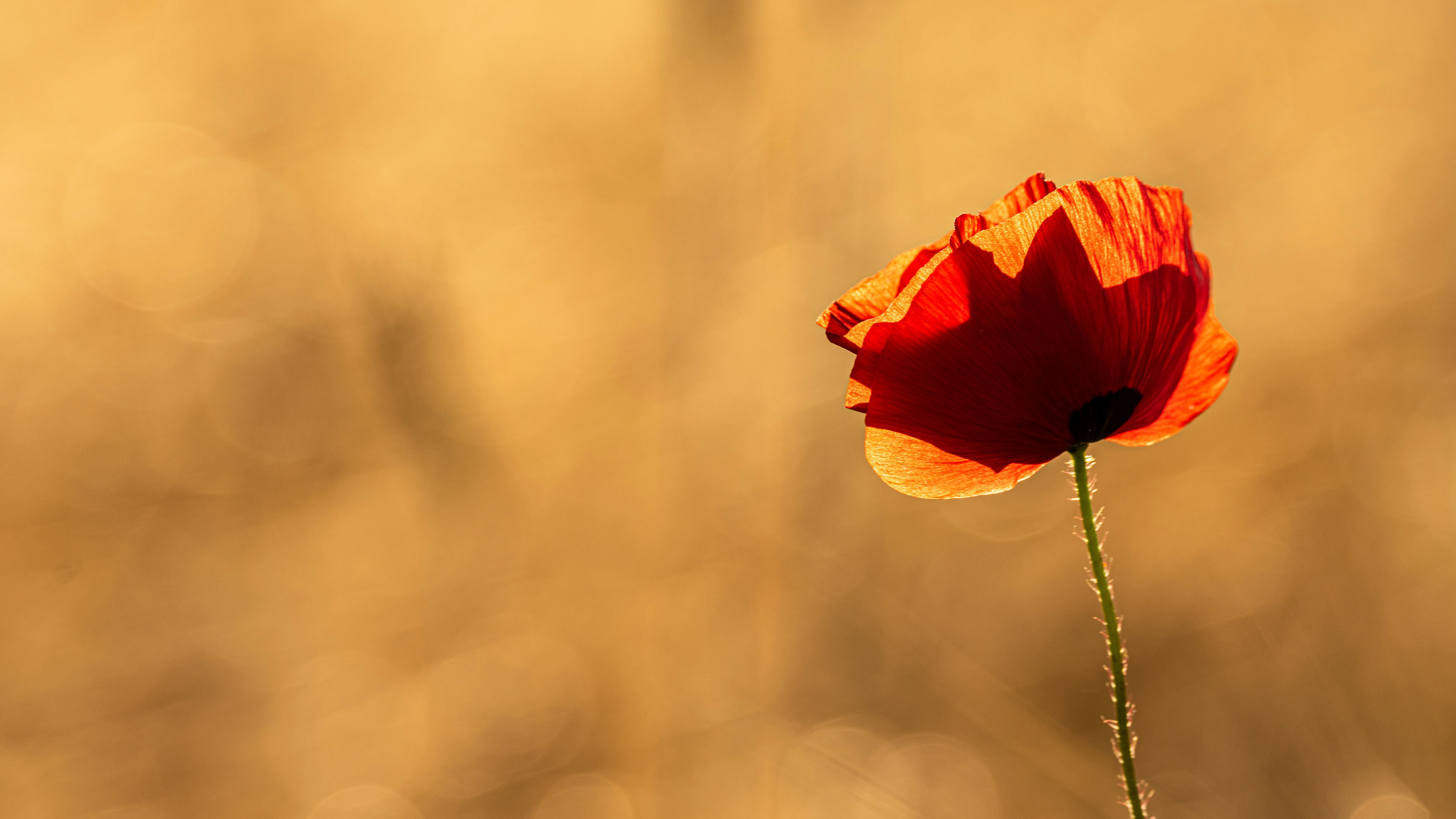 Heartfelt Remembrance Day Poppy Quotes — Lest We Forget